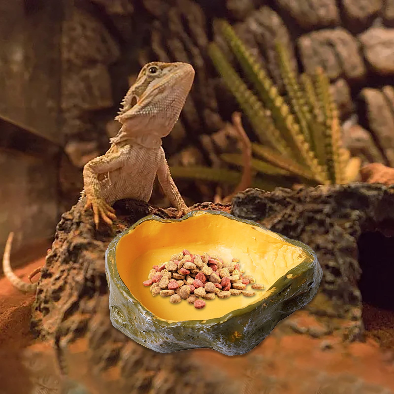 Reptile Water Dish Food Bowl Set Reptile Feeder Food and Water Dish ...