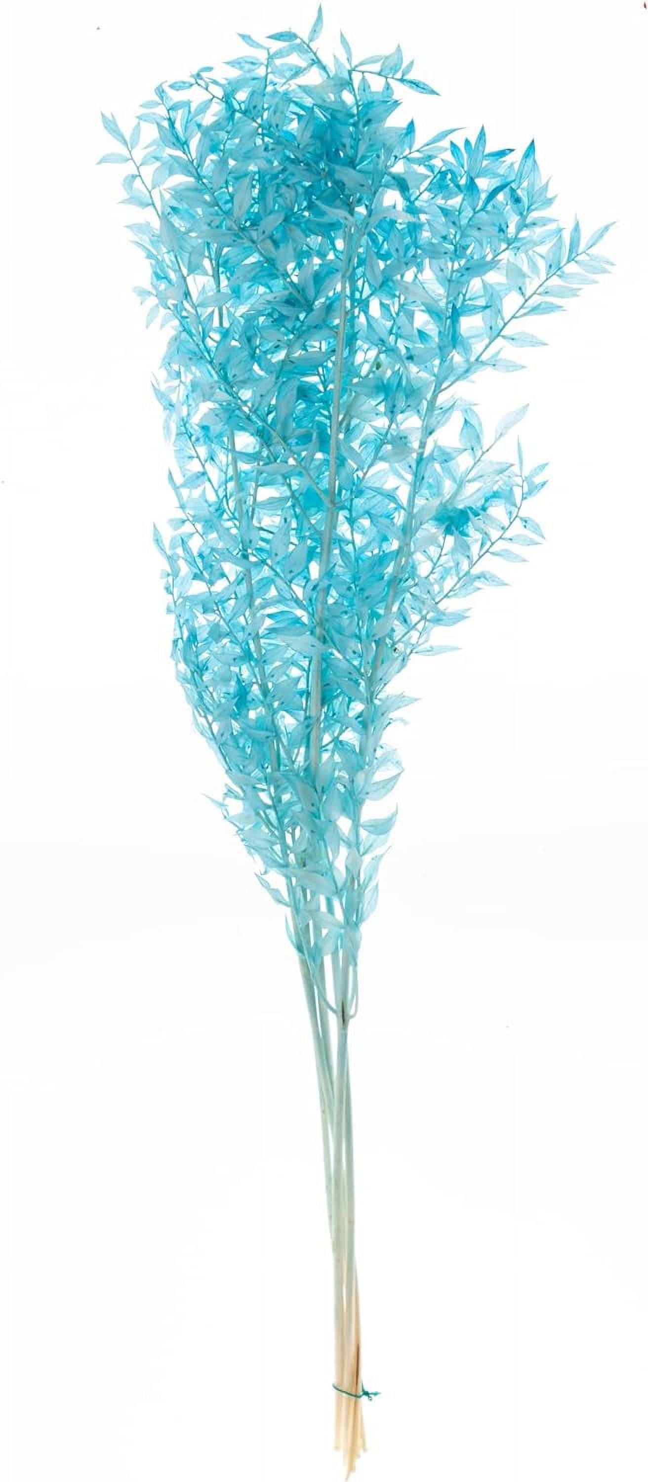 CBT Floral & Craft Dried Italian Ruscus (Approximately 30in Tall ...