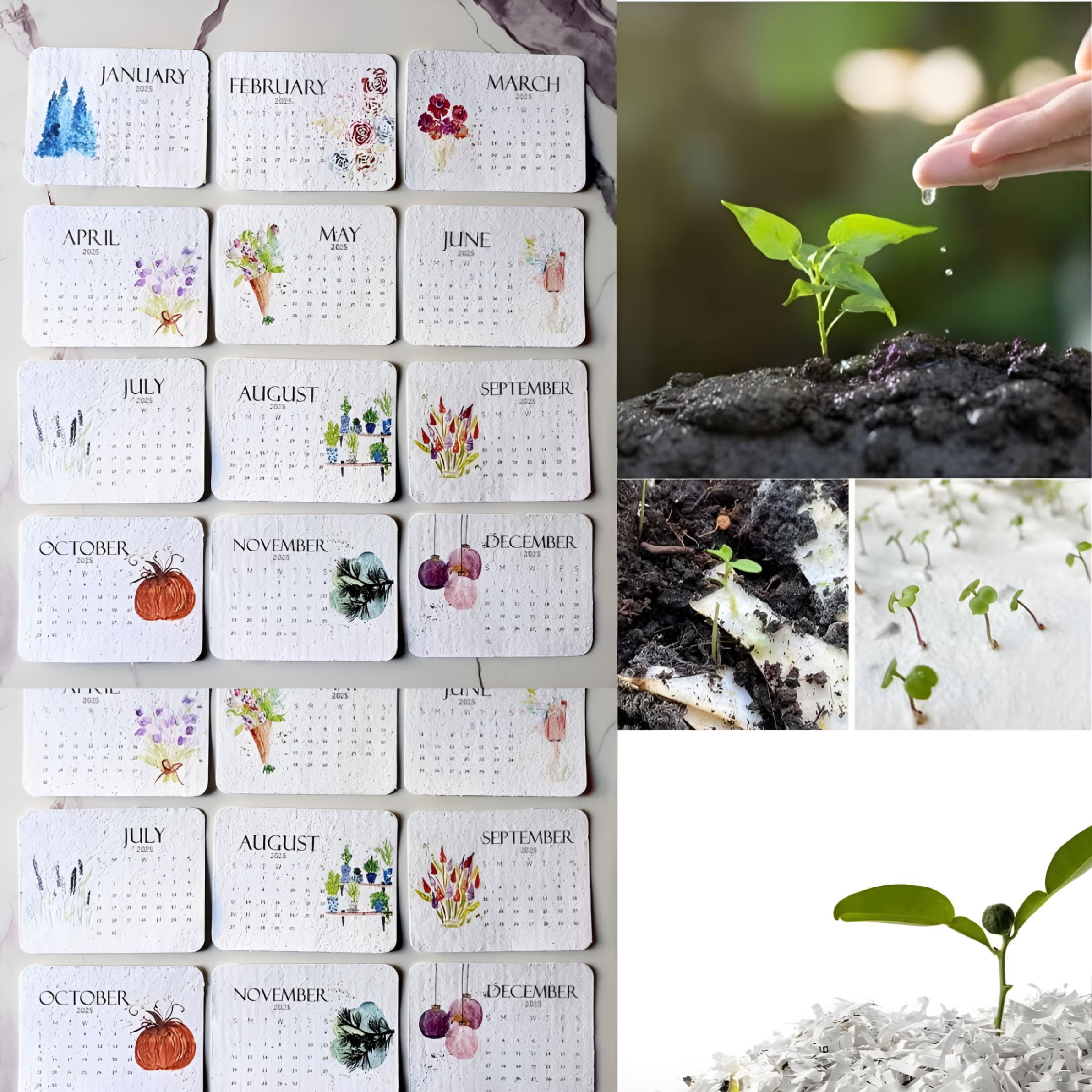 CCOCC Plantable Calendar 2025,Funny Flower Fruit Vegetable Seed Advent ...