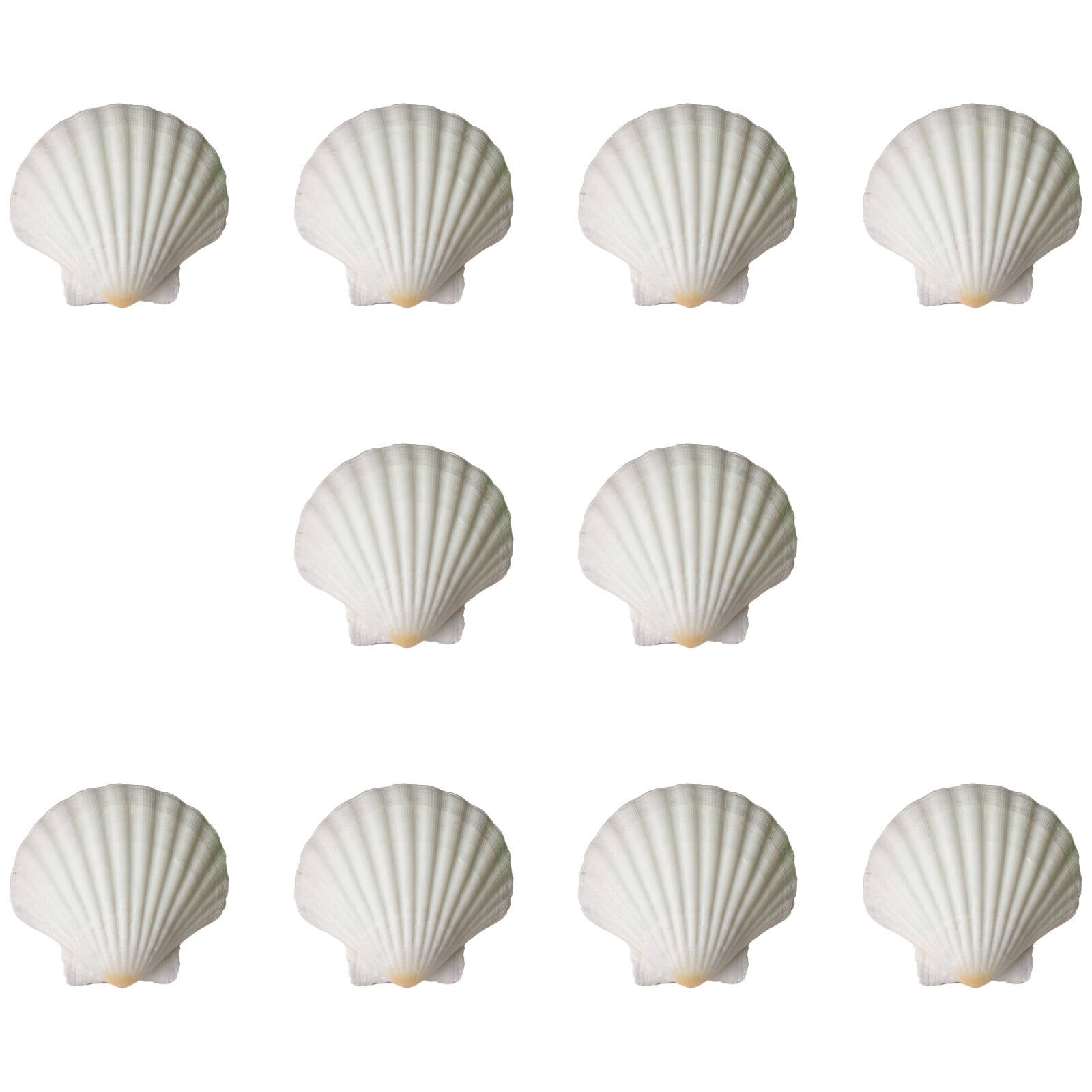 CCOCC Sea Shells,Natural Large Scallop Shells Hermit Crab Shells ...