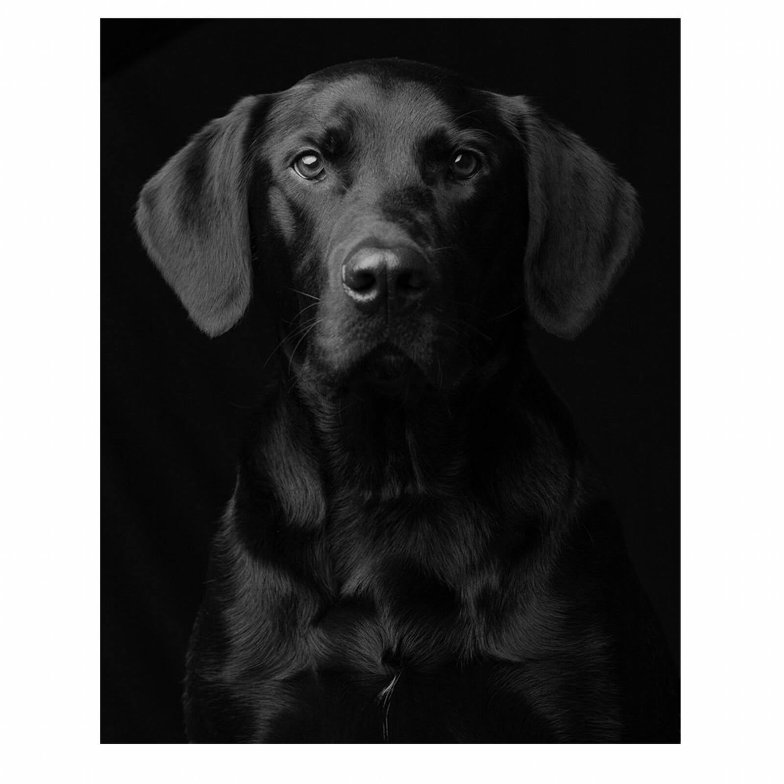 CCOCC Wall Posters,Full-Color Design Wall Decor,Wide Application ...