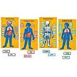 CD-110178 - Human Body Bulletin Board Set by Carson Dellosa - Walmart.com