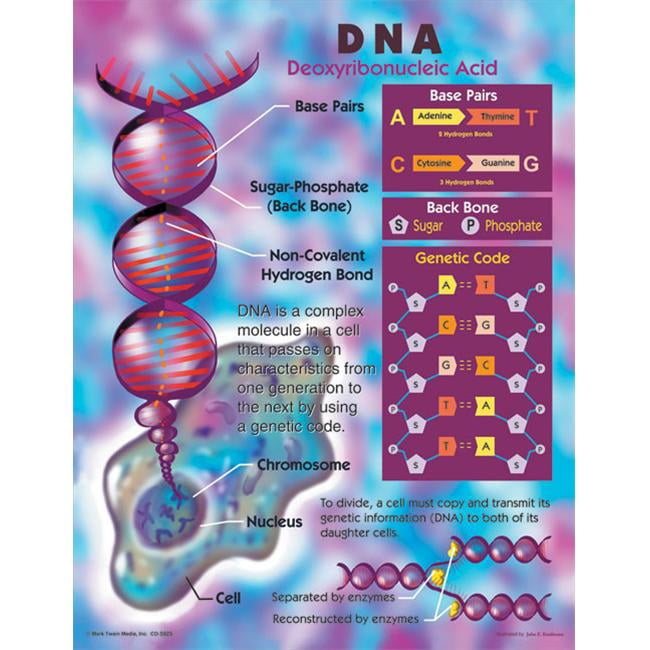 CD-5925 - DNA Chart by Carson Dellosa - Walmart.com