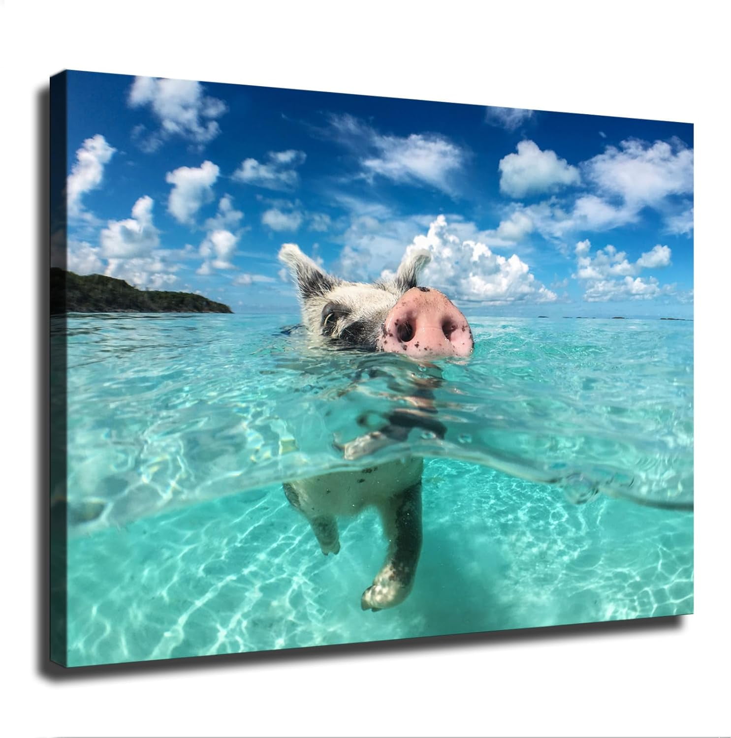 CDDposter Swimming Pigs of The Bahamas In The Out Islands of The Exuma Poster Decorative ...
