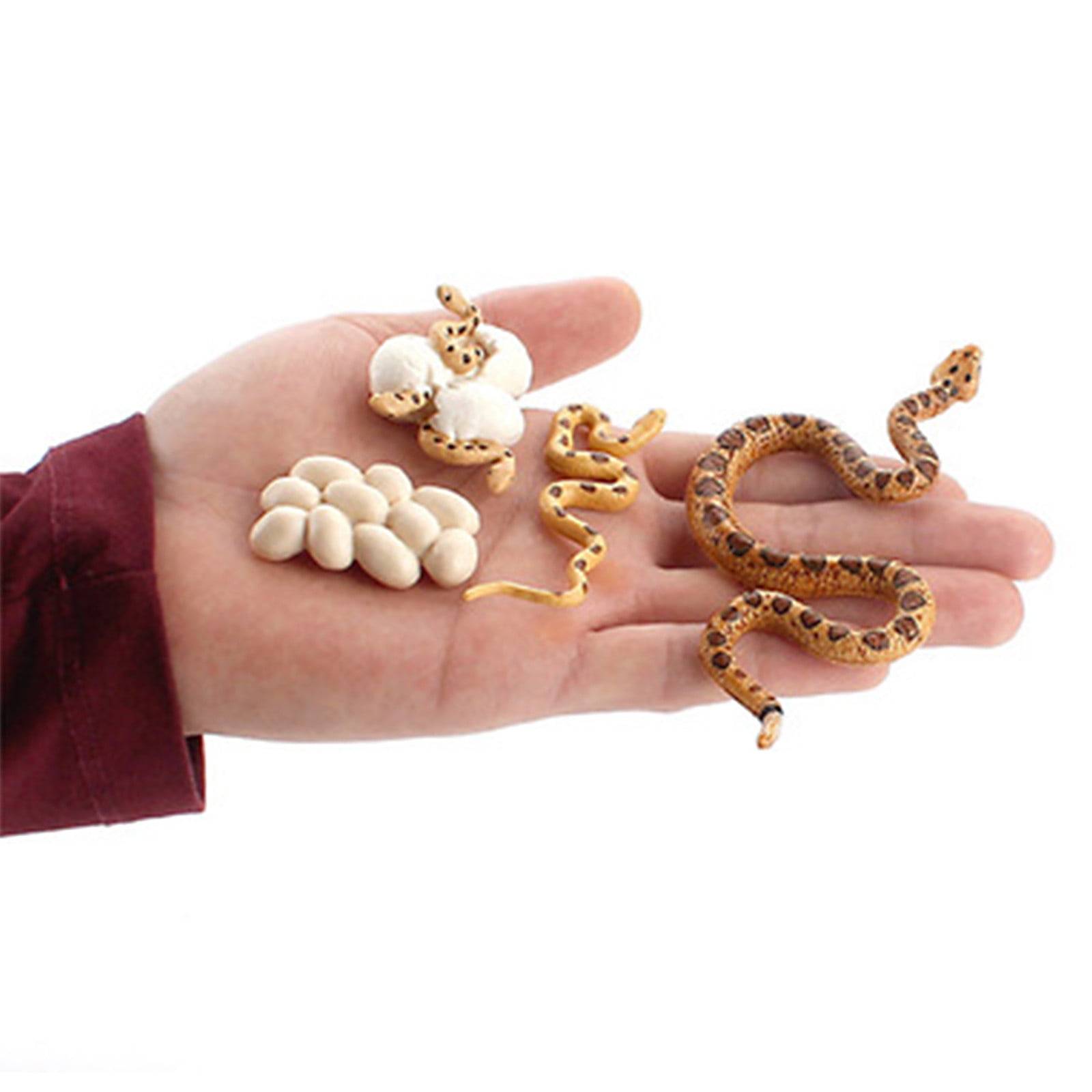 CEHVOM Simulation Snake Growth Life Cycle Playset Educational Classroom ...