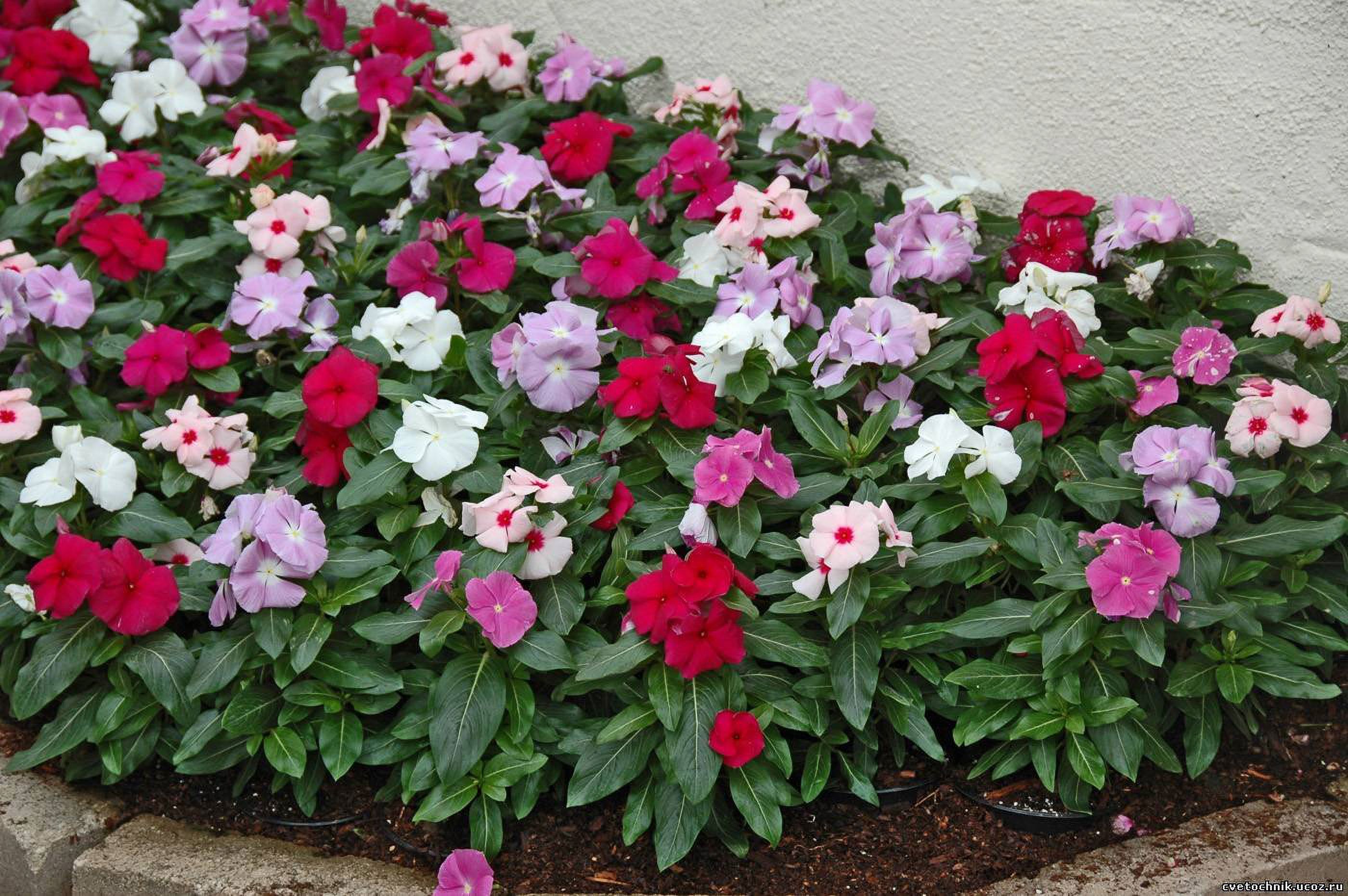 CEMEHA SEEDS - AJH3 Seeds Cape Madagascar Periwinkle Mix Vinca Rosea ...