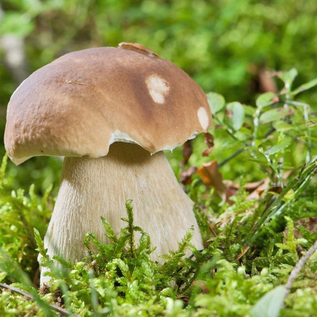 CEMEHA SEEDS Porcini TWE5 Mushroom (King Boletus) Mycelium Spores Spawn ...