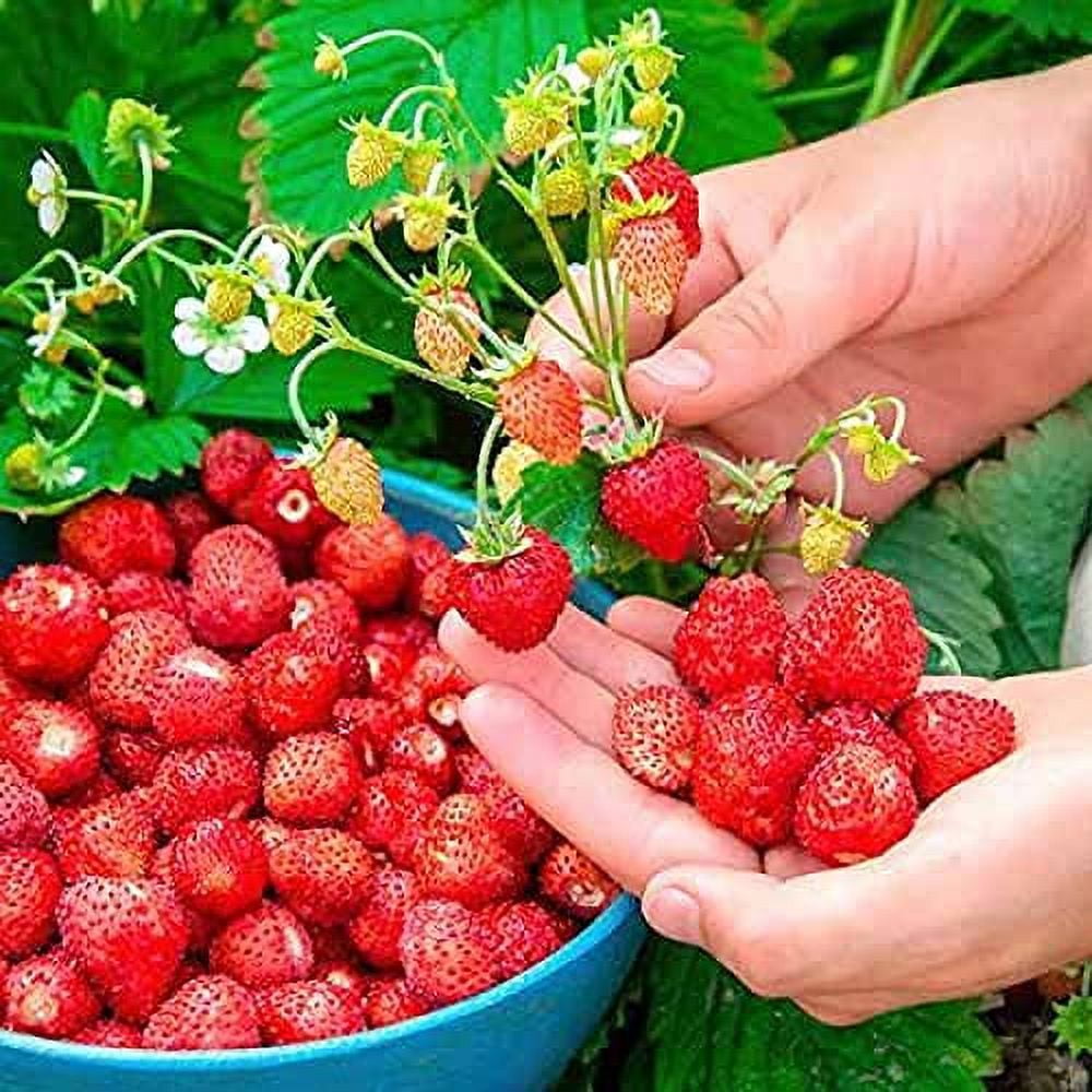 CEMEHA SEEDS - Seeds Alpine Strawberry Baron MHD1Solemakher Everbearing ...