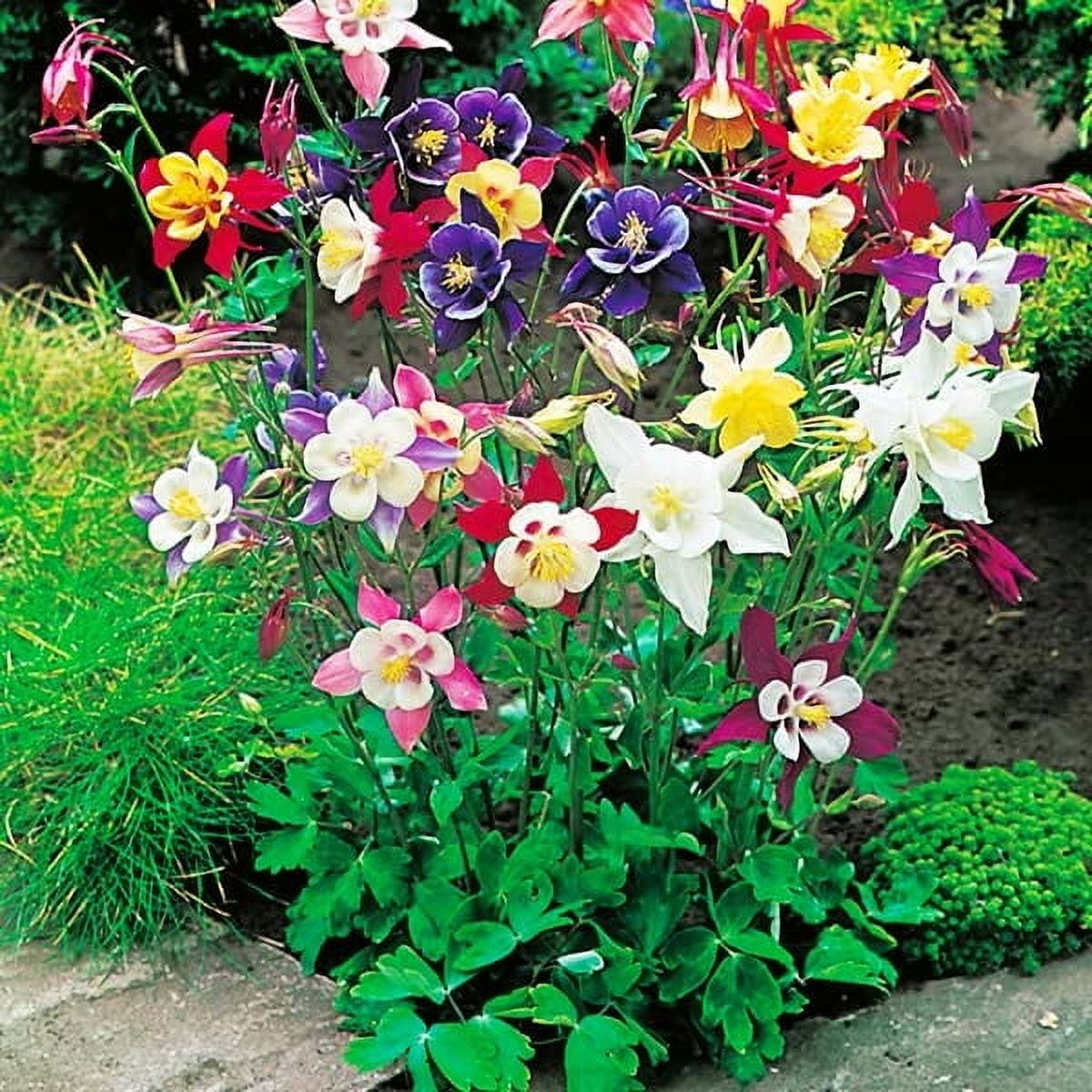 CEMEHA SEEDS - Seeds Columbine Dwarf BSL1 Mix Aquilegia Perennial ...