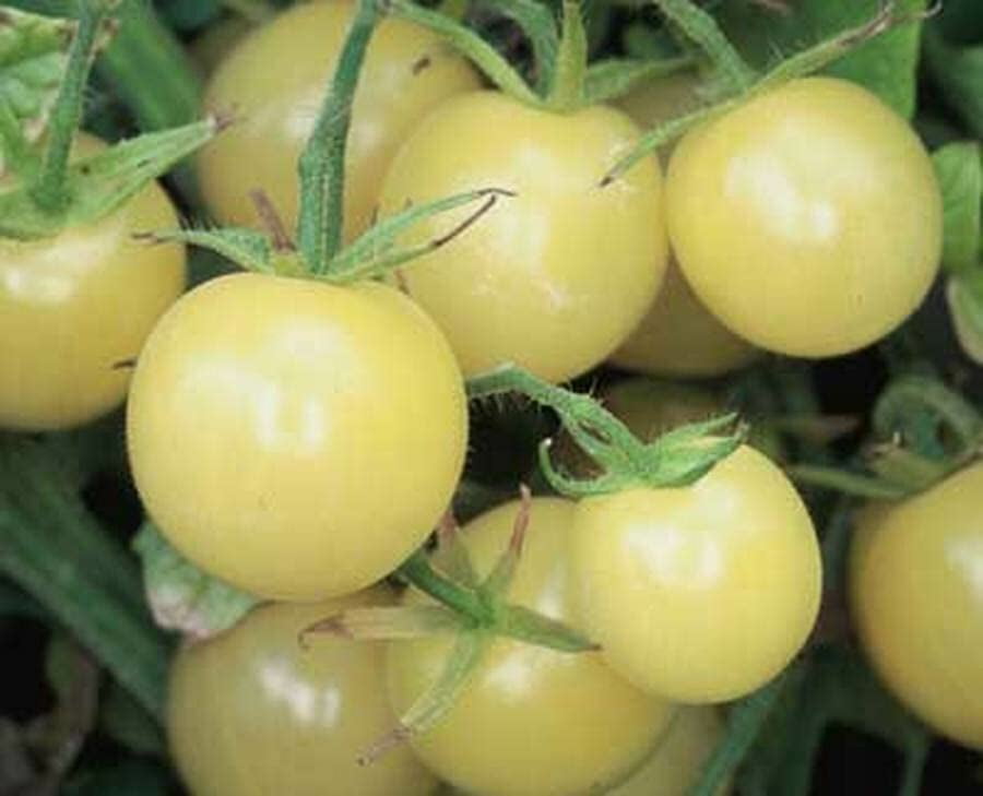 CEMEHA SEEDS - Seeds Snow White BSL1 Cherry Tomato Indeterminate Non ...