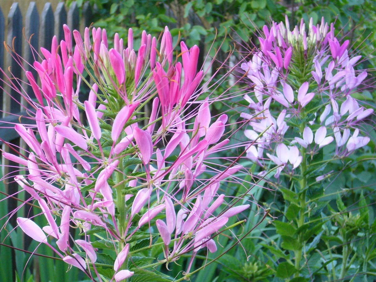 CEMEHA SEEDS - Seeds Spider Flower Cleome MHD1Plant Mix Annual Flowers ...