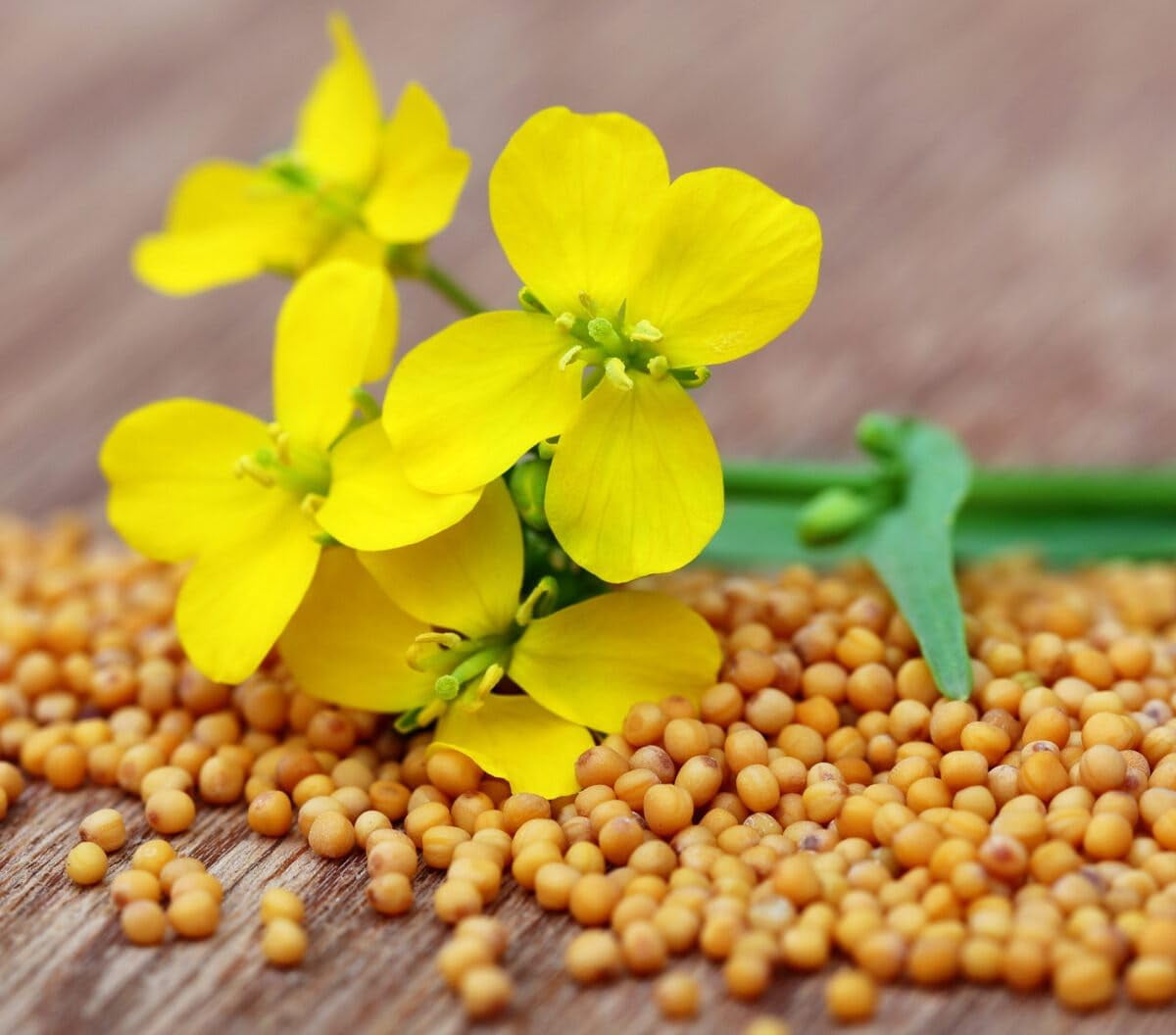 CEMEHA SEEDS - Seeds Yellow Mustard TVS1 Non GMO Vegetable for Planting ...