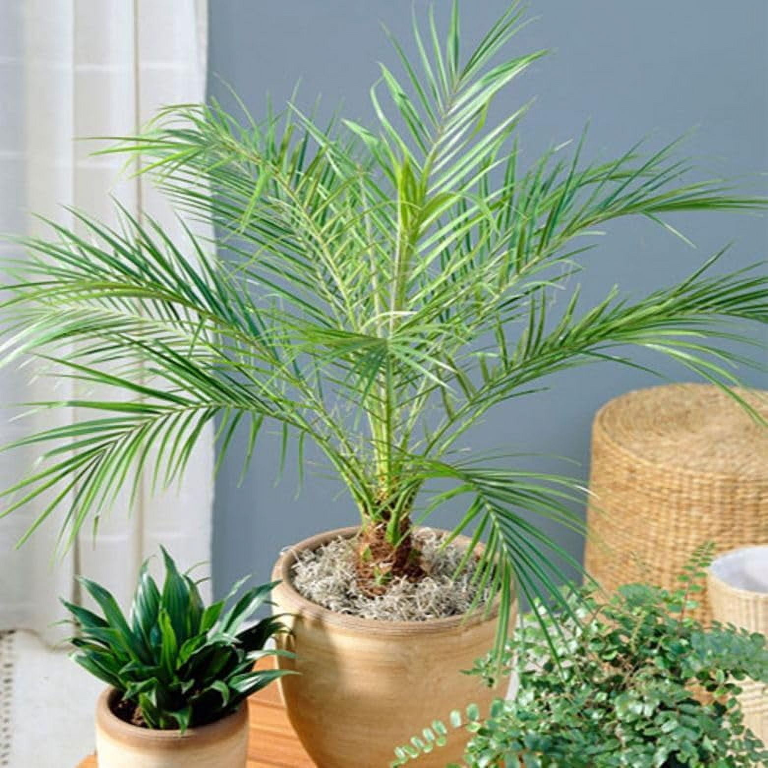 CEMEHA SEEDS -TRDN Seeds Date Palm Tree Indoor Phoenix Perennial ...