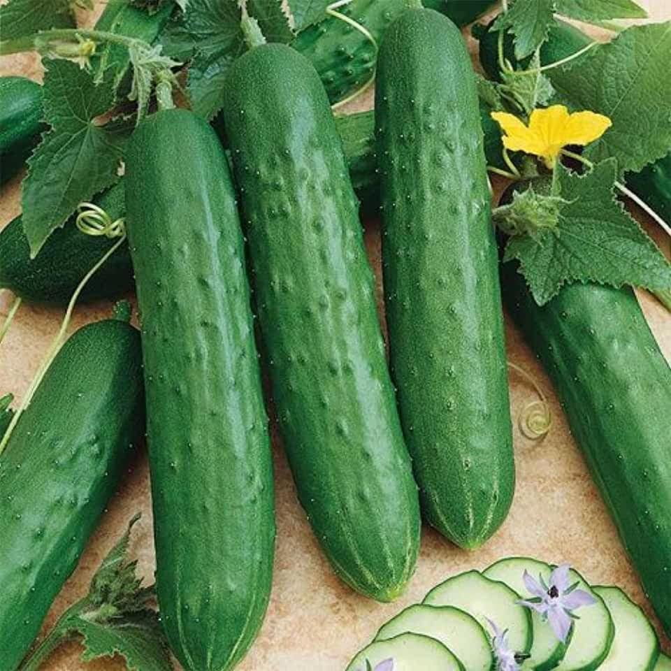 CEMEHA SEEDS - TWE5 Seeds Indoor Cucumber Self-Pollinated Zozula F1 ...