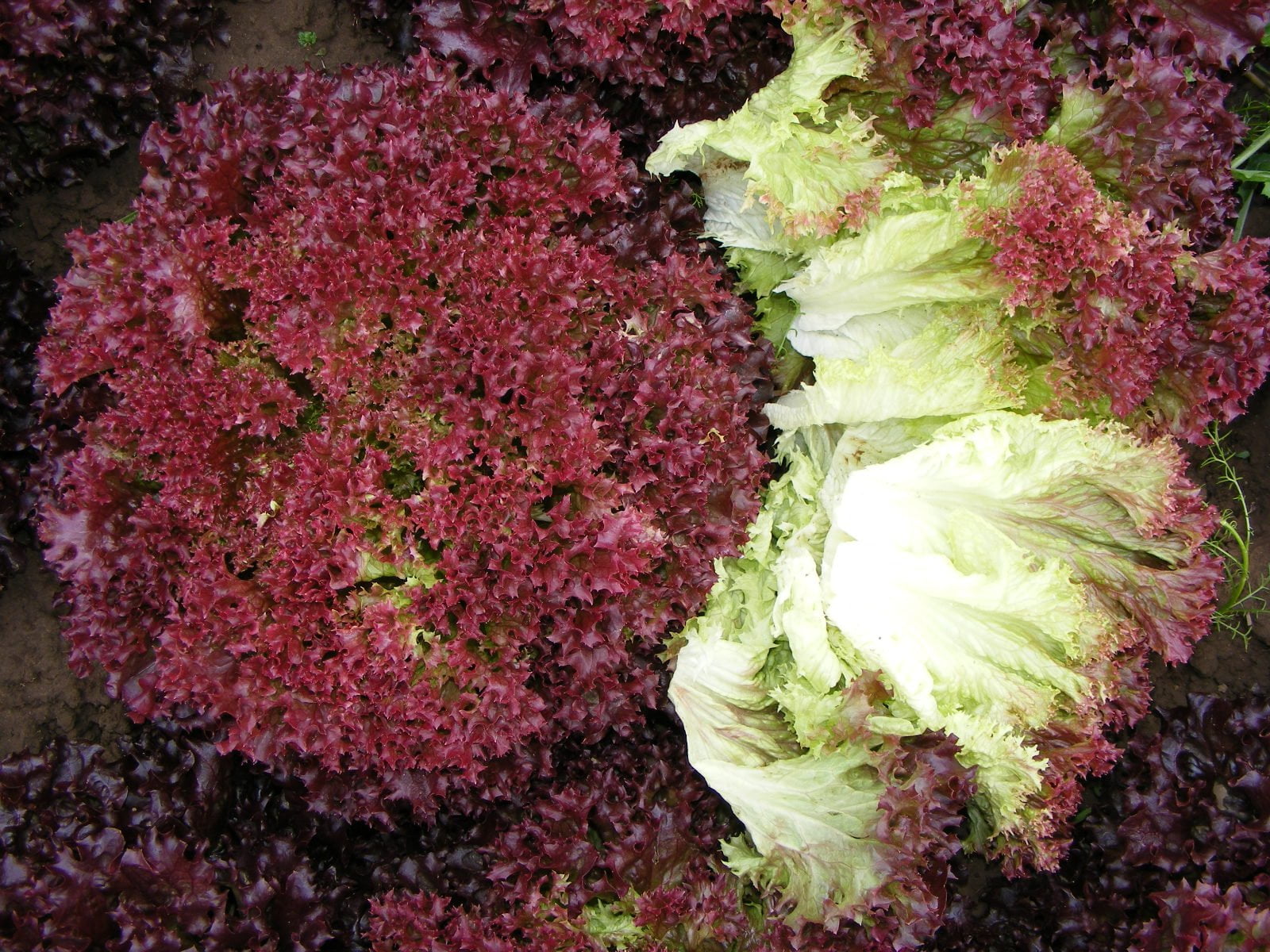 CEMEHA SEEDS - TWE5 Seeds Lettuce Lollo Rossa Red 45 Days for Salad Non ...
