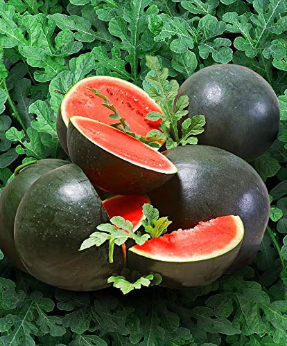 CEMEHA SEEDS Watermelon Black Beauty Early Rare MHD1Giant Fruit ...