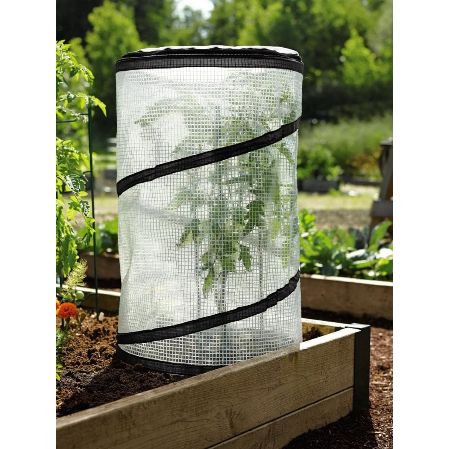 CGXP Pop-Up Tomato Accelerator Plant Protector Cage | 18" D x 28" H ...