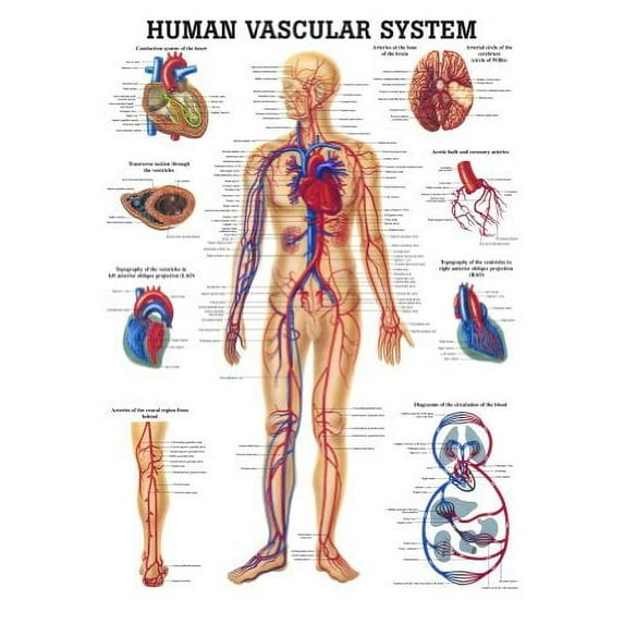 CH06 The Human Vascular System Laminated Anatomy Chart - Walmart.com