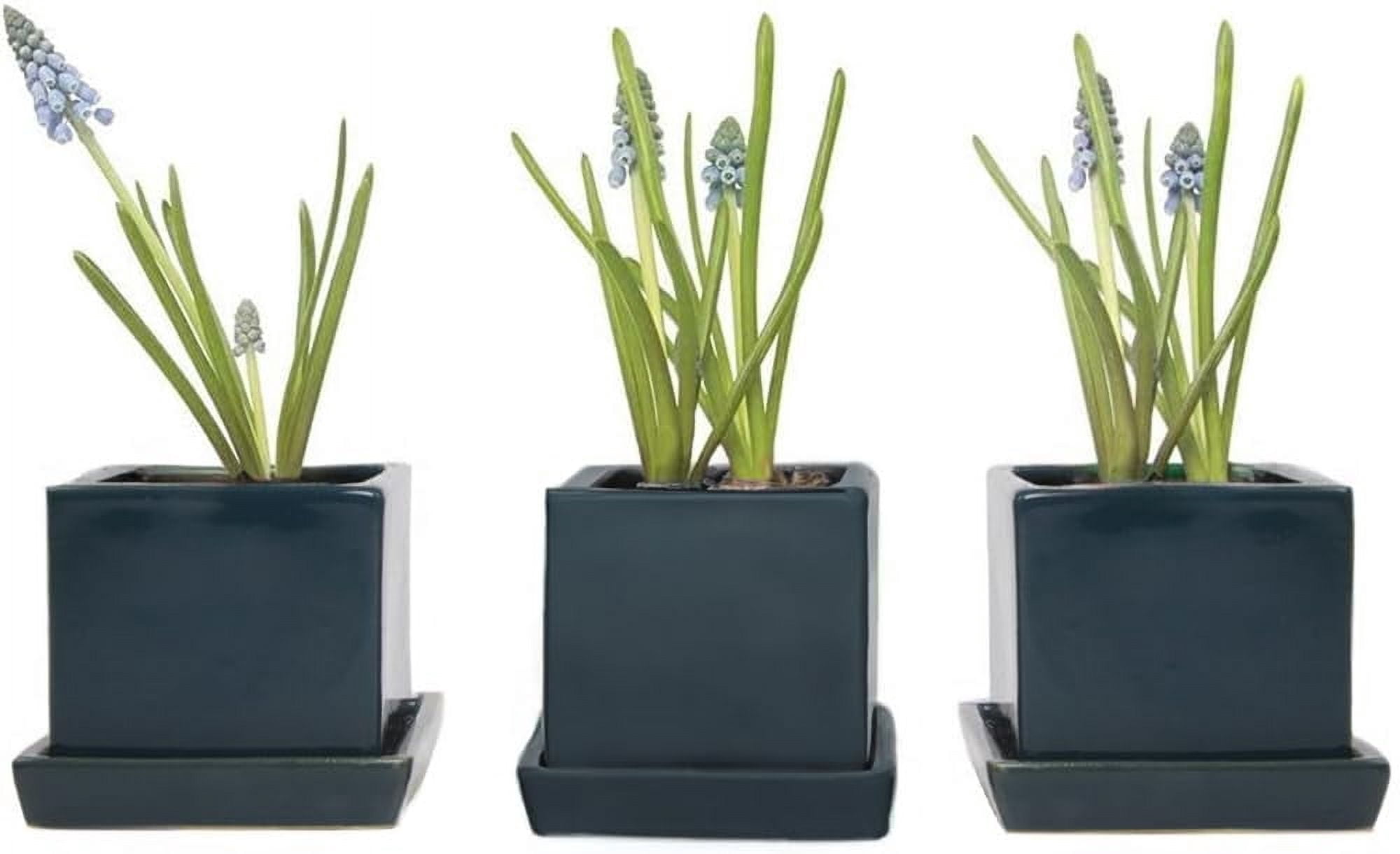 CHIVE - 3 Piece Set Square Succulent Cactus Planter Pot, 3 Inch Ceramic ...