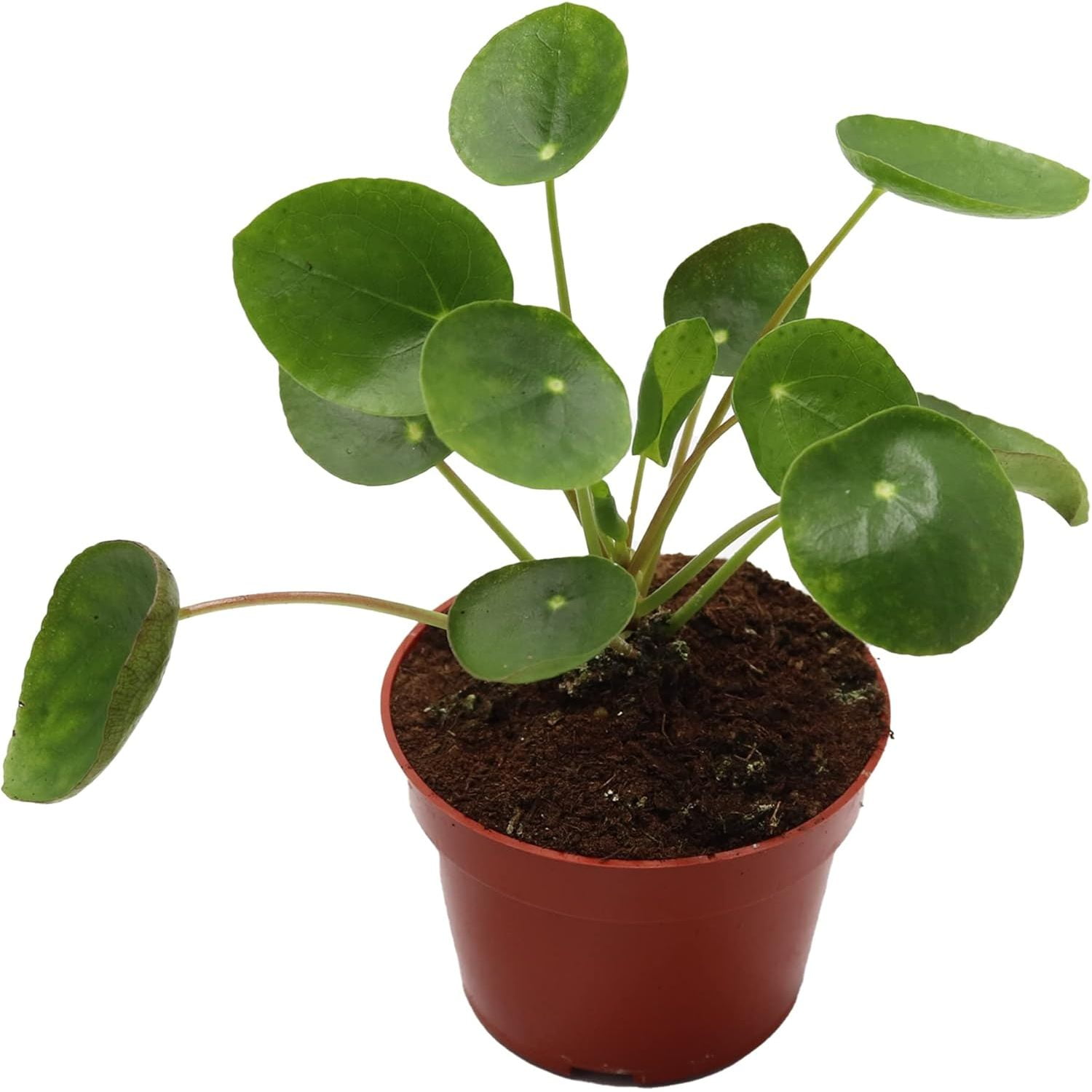 CHSP Rare Chinese Money Plant (Pilea Peperomioides) - Live House Plant, 4 Inch Pot for Easy Care ...