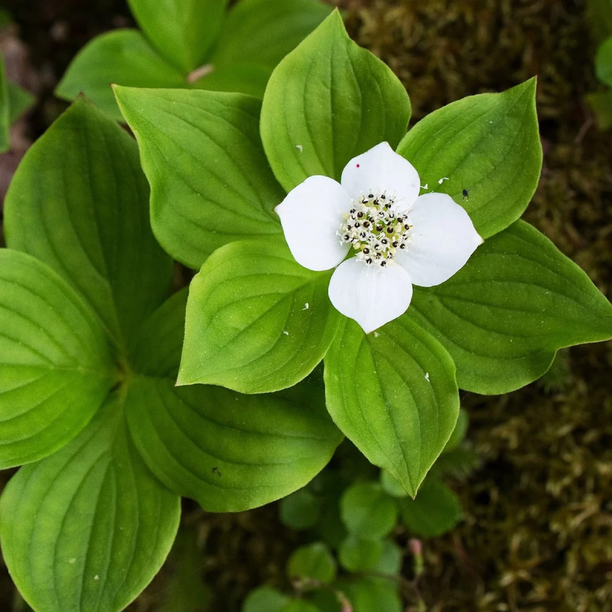 CHUXAY GARDEN 10 FEV6 Seeds Cornus Canadensis,Bunchberry Seed,Creeping ...