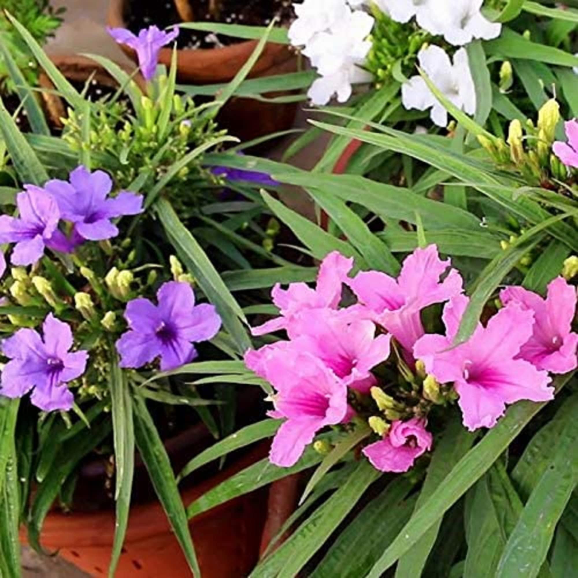 CHUXAY GARDEN 30ITSC Seeds 'Souther Star Mix' Ruellia Bbrittoniana ...