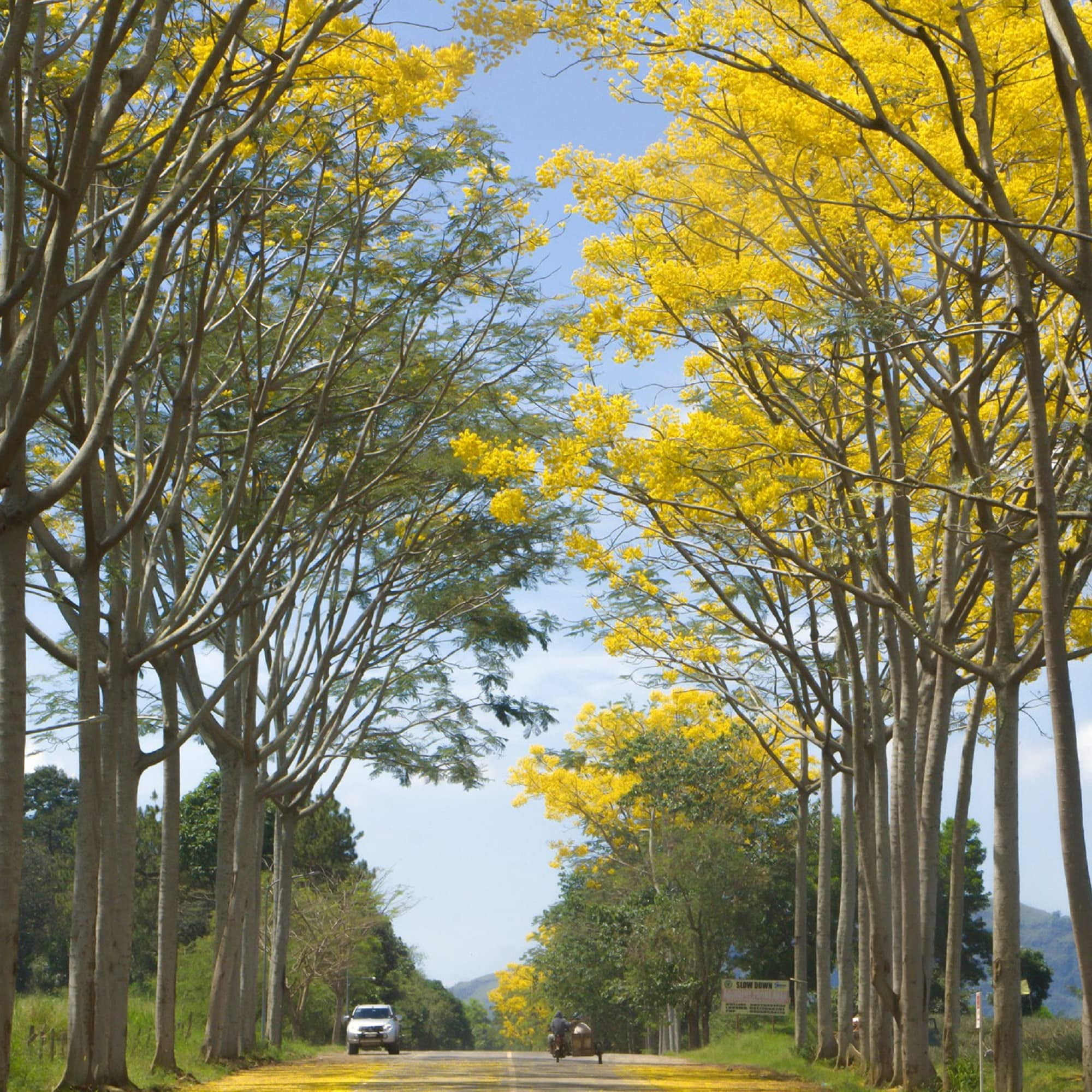CHUXAY GARDEN 8TRDN Seeds Yellow Jacaranda Mimosifolia Tree-Black Poui ...