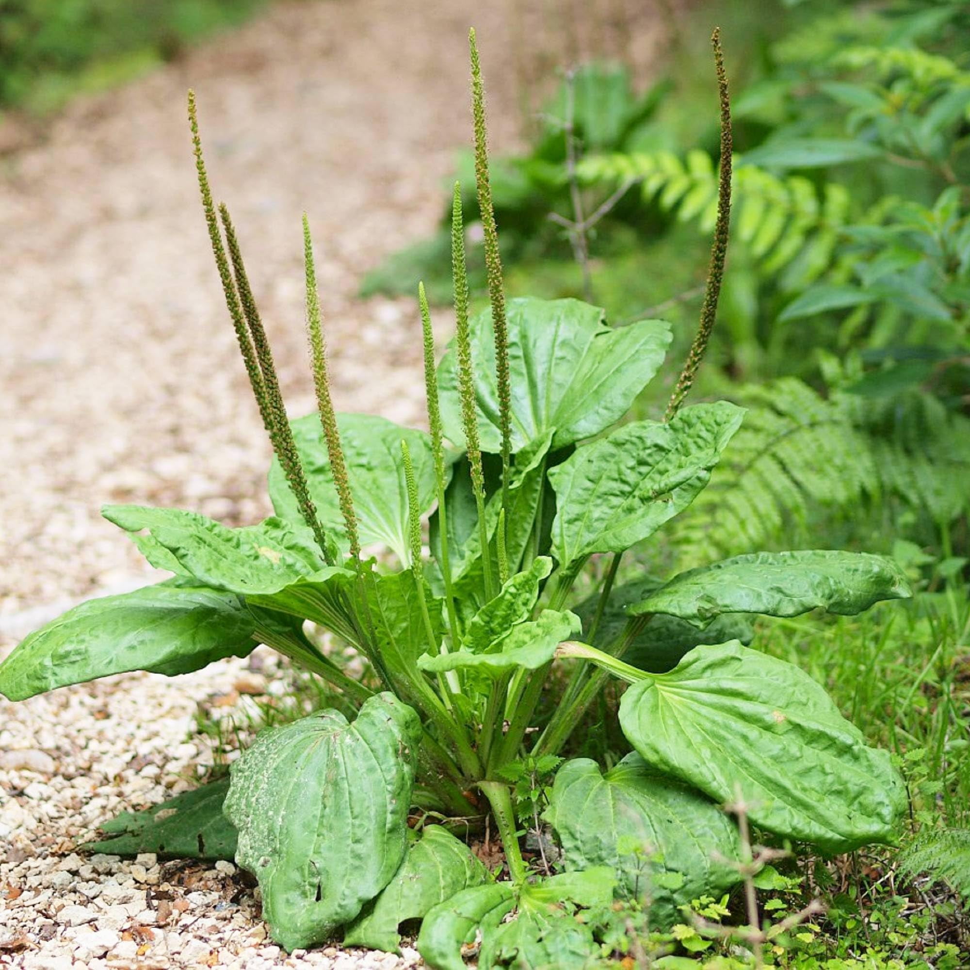 CHUXAY GARDEN BroadleafTRDN Plantain Seed for Planting 100 Seeds Major Plant Plantain Tree Non ...