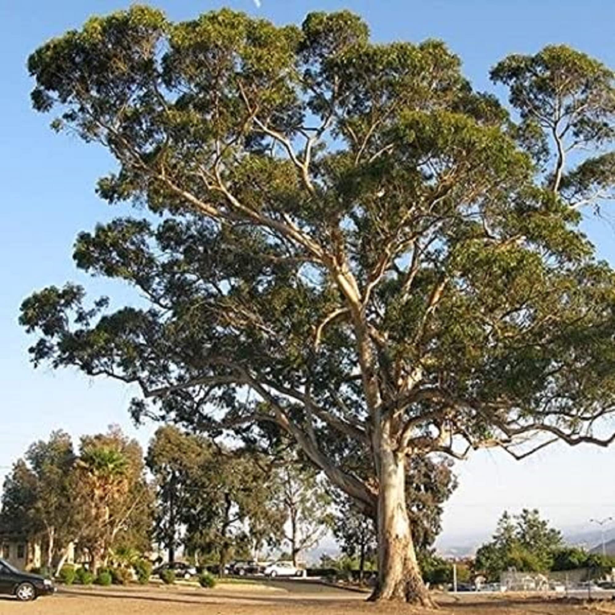 CHUXAY GARDEN EucalyptusUMRT Globulus-Southern Blue Gum 25 Seeds ...