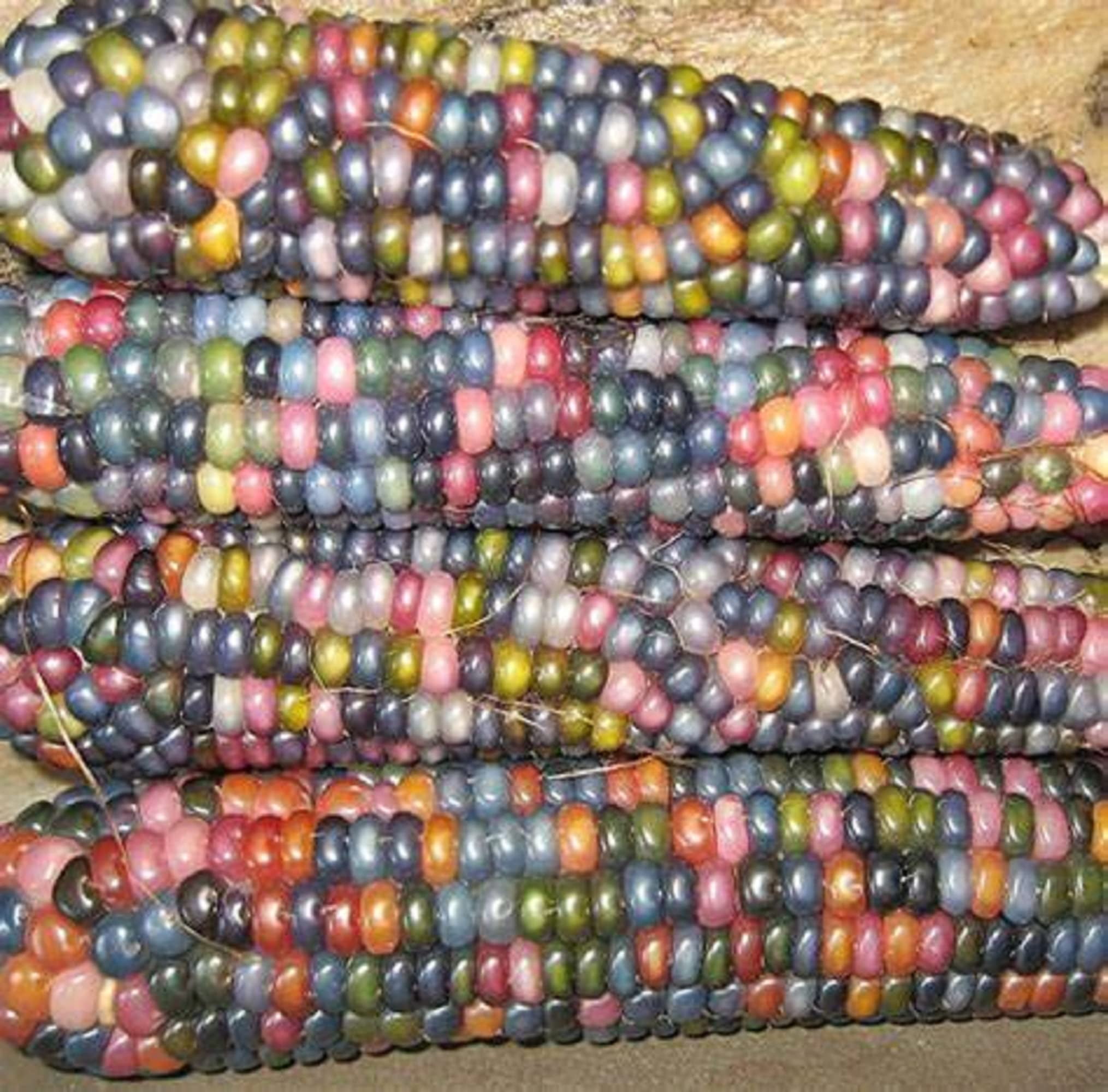 CHUXAY GARDEN Glass TWE5 Gem Cherokee Indian Corn, Flint Corn 100 Seeds ...