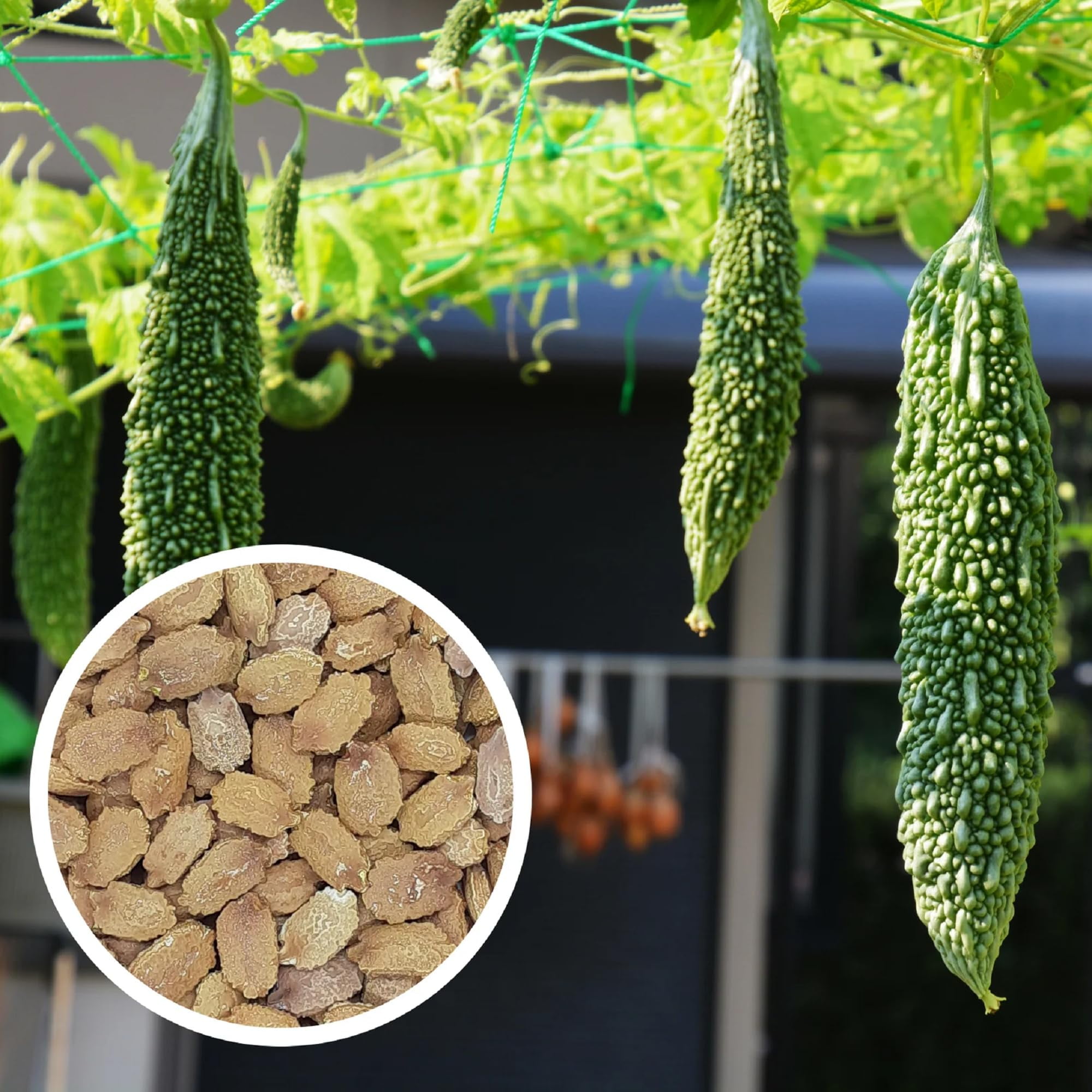 CHUXAY GARDEN Japanese Long Bitter Gourd Seed MHD125 Seeds Health ...