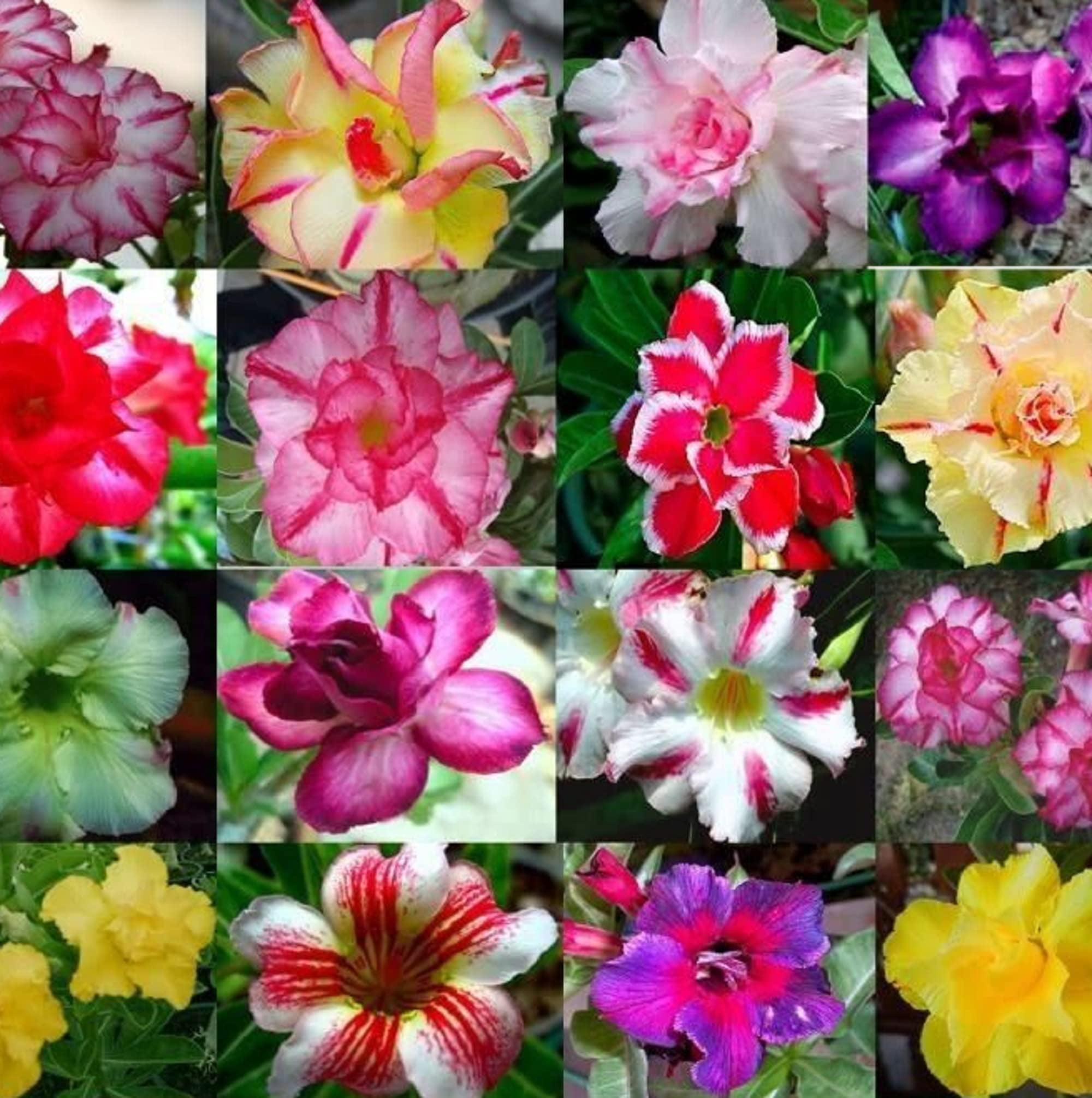 CHUXAY GARDEN Mixed FEV6 Colors Adenium Obesum Seed 100 Seeds Rare Pink ...