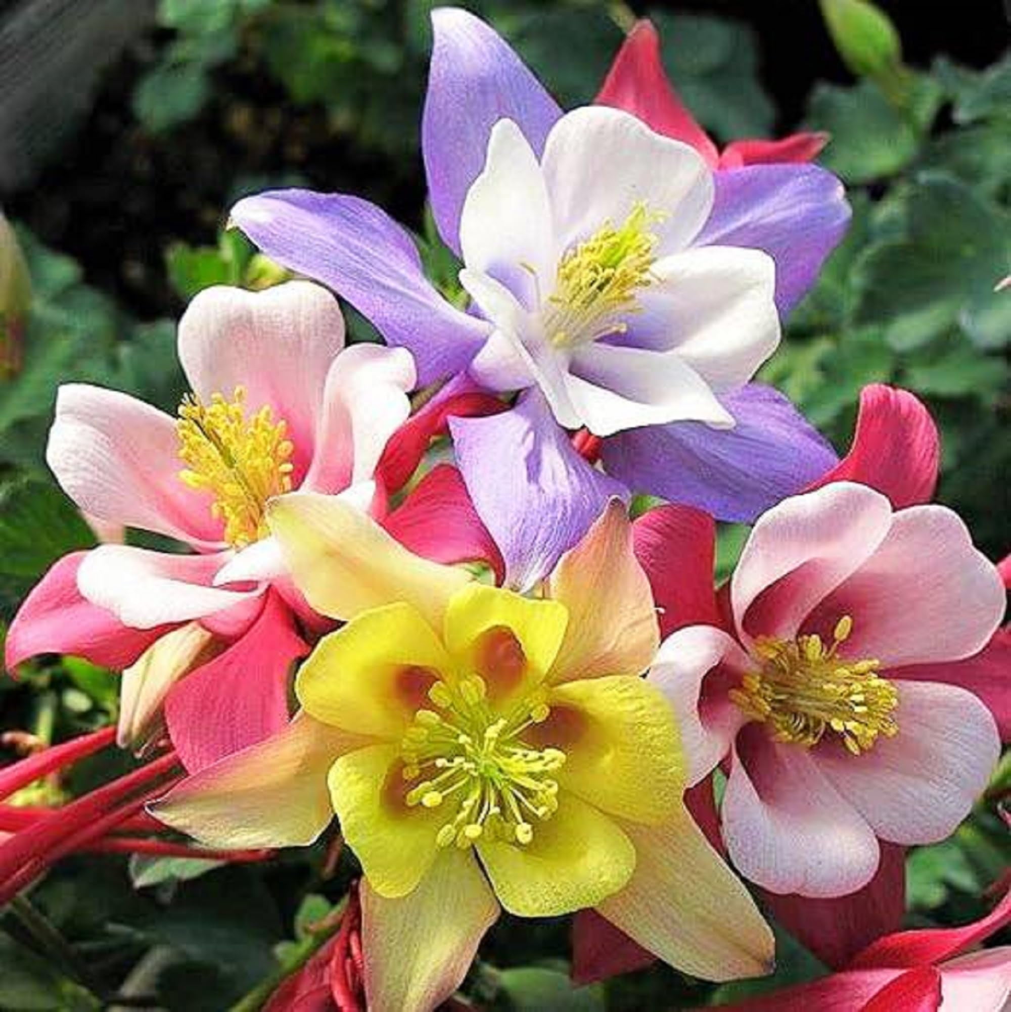 CHUXAY GARDEN MulticolorITSC Aquilegia Seed Granny's Bonnet,Mix ...