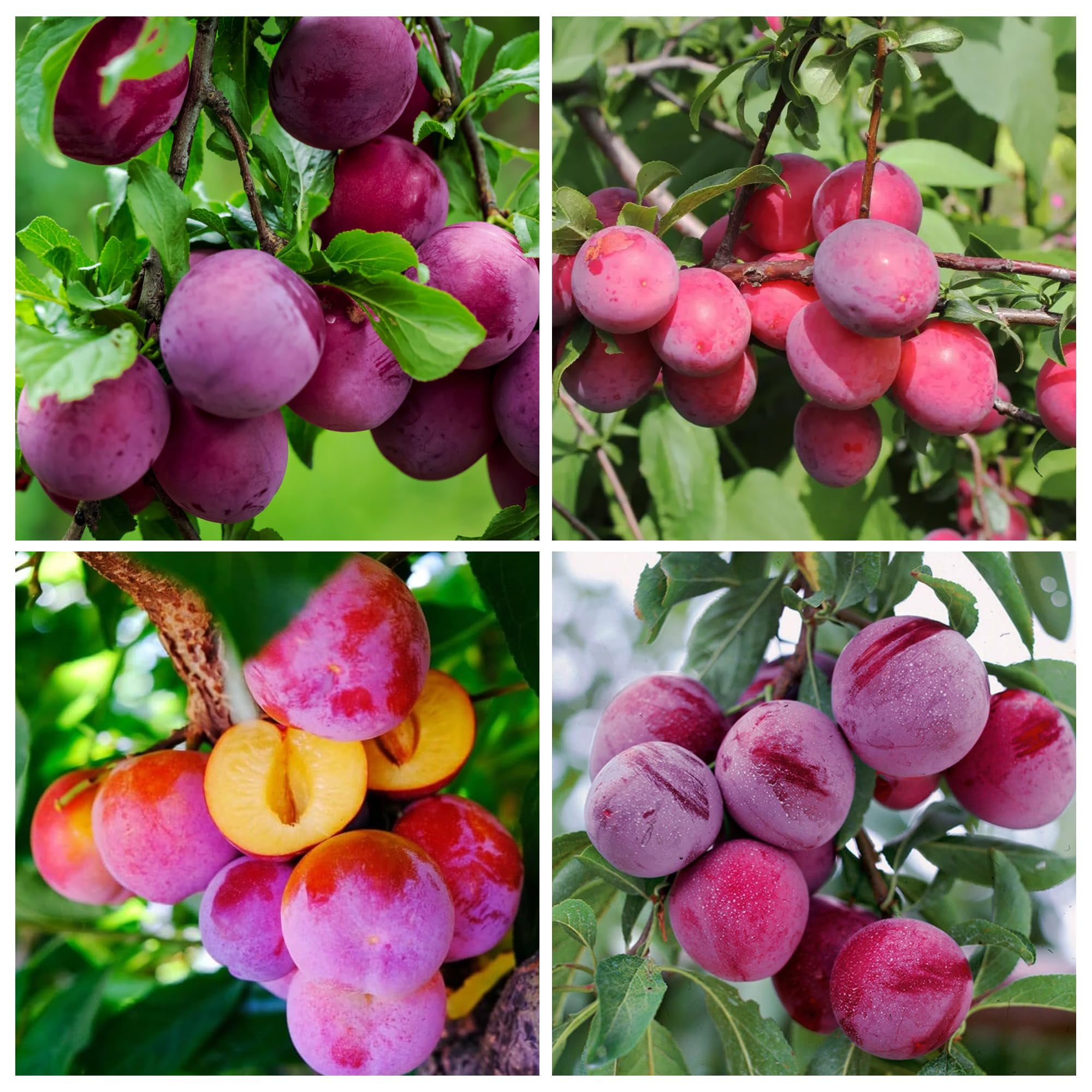 CHUXAY GARDEN PinkITSC Asarina Scandens Seed 10 Seeds Climbing ...