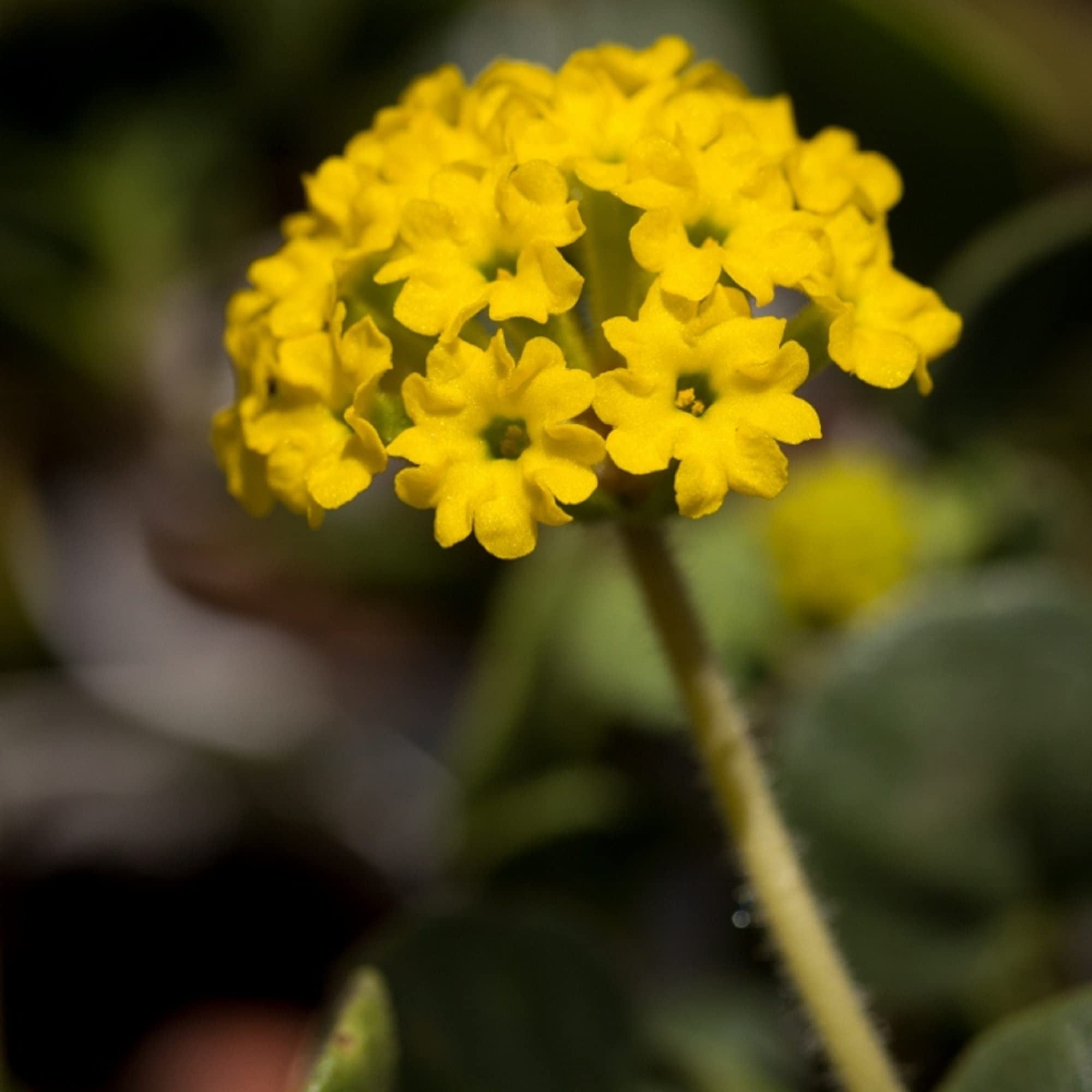 CHUXAY GARDEN Yellow CORNET Abronia Latifolia-Abronia Arenaria,Coastal ...