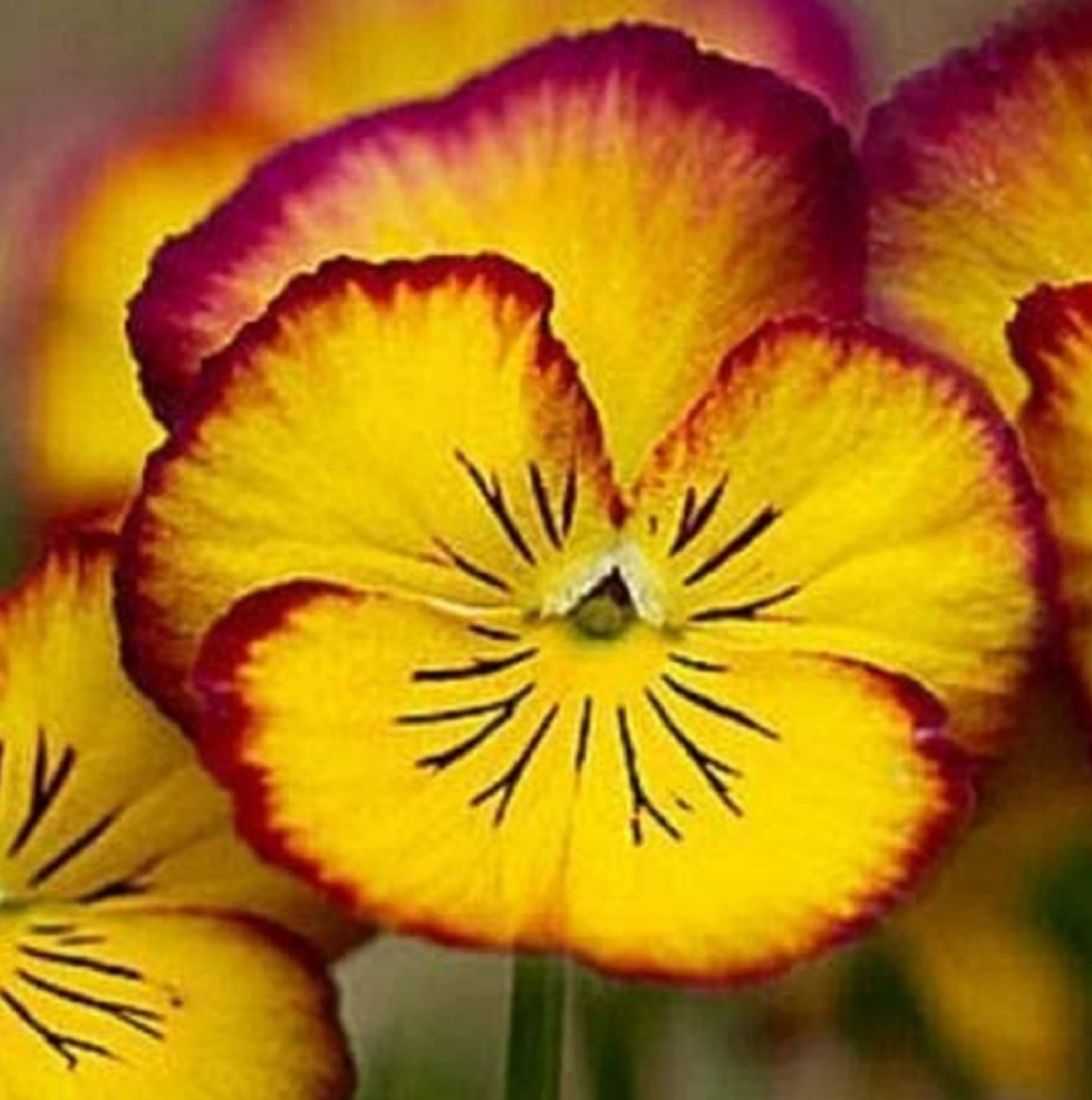 CHUXAY GARDEN Yellow FEV6 Garden Pansy 100 Seeds Pansy Seeds for ...
