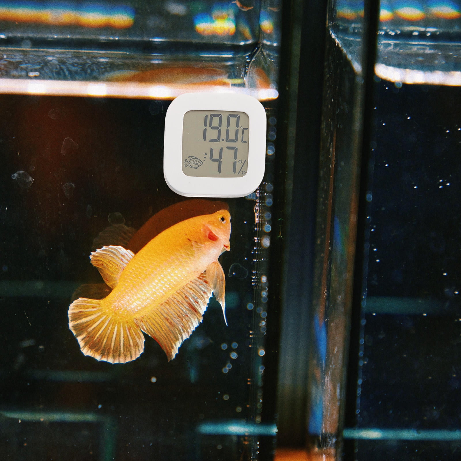 CIMAXIC Digital Aquarium Thermometer Accurate Temperature Sensing White ...