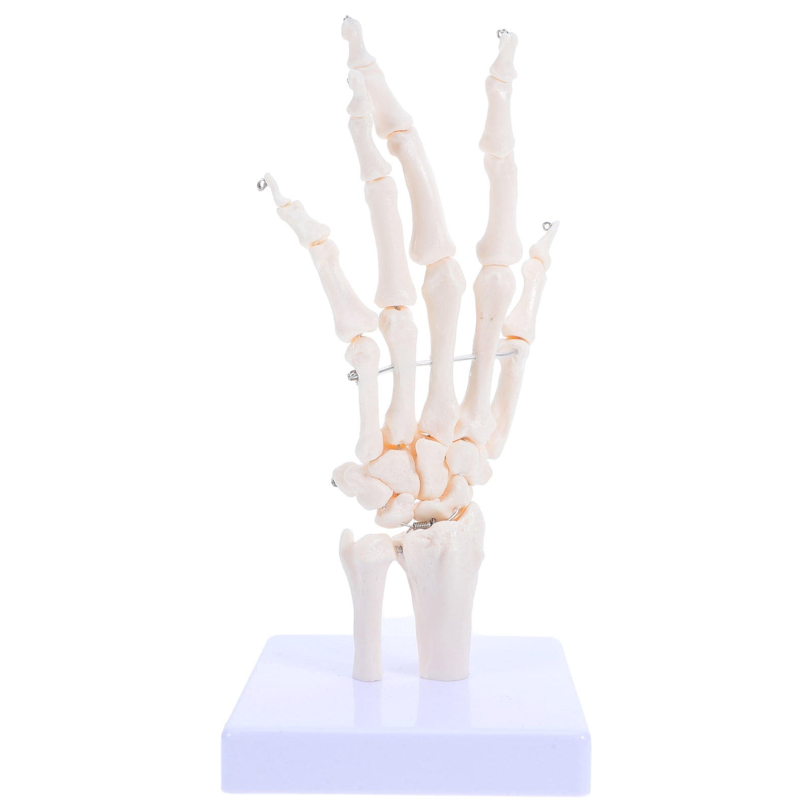 CIMAXIC Human Hand Skeleton Model for Teaching Realistic Joint ...