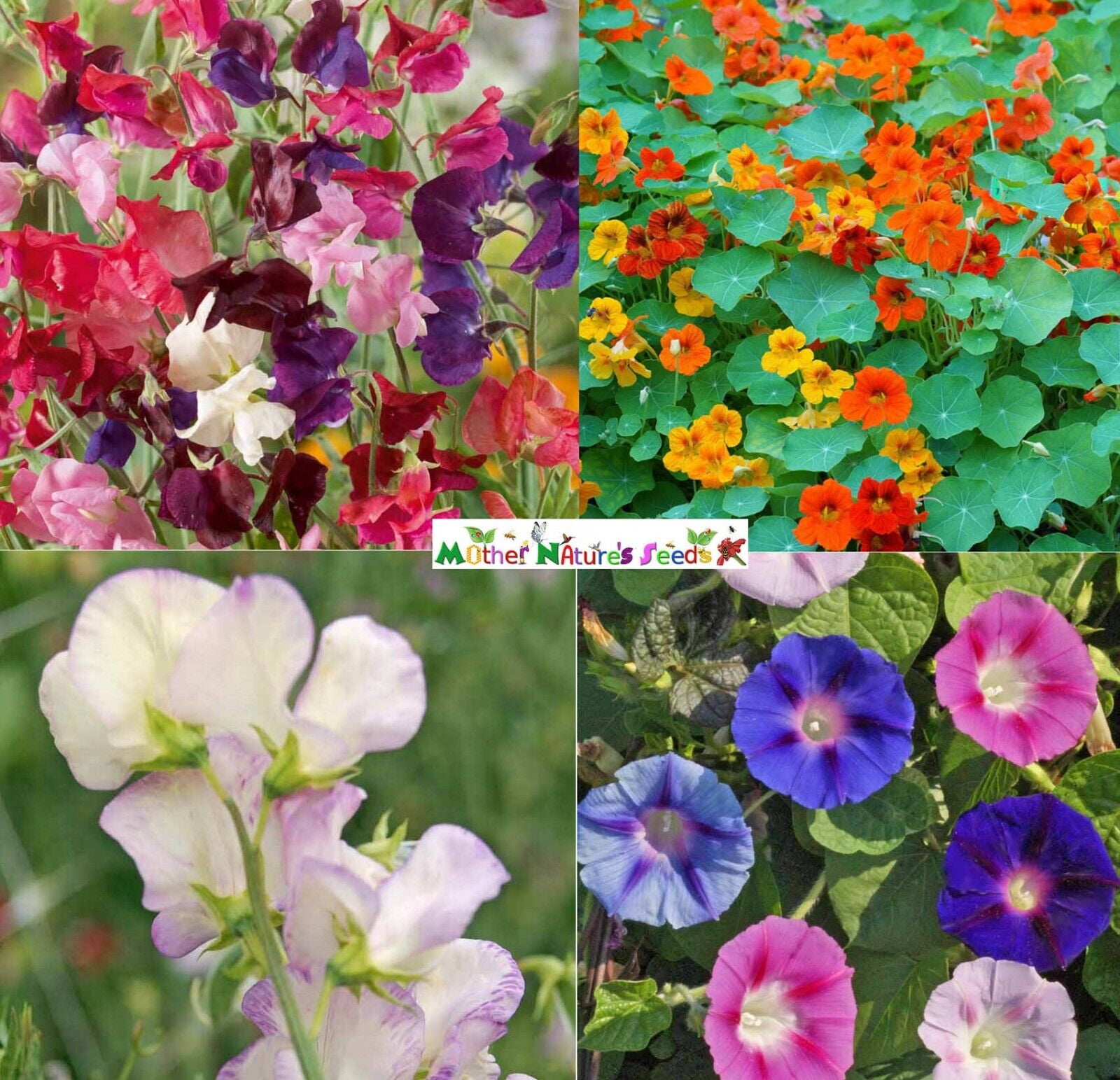 CLIMBERS DELUXE Mix 50 Seeds 50 Seeds - Mother Nature's Seeds ...