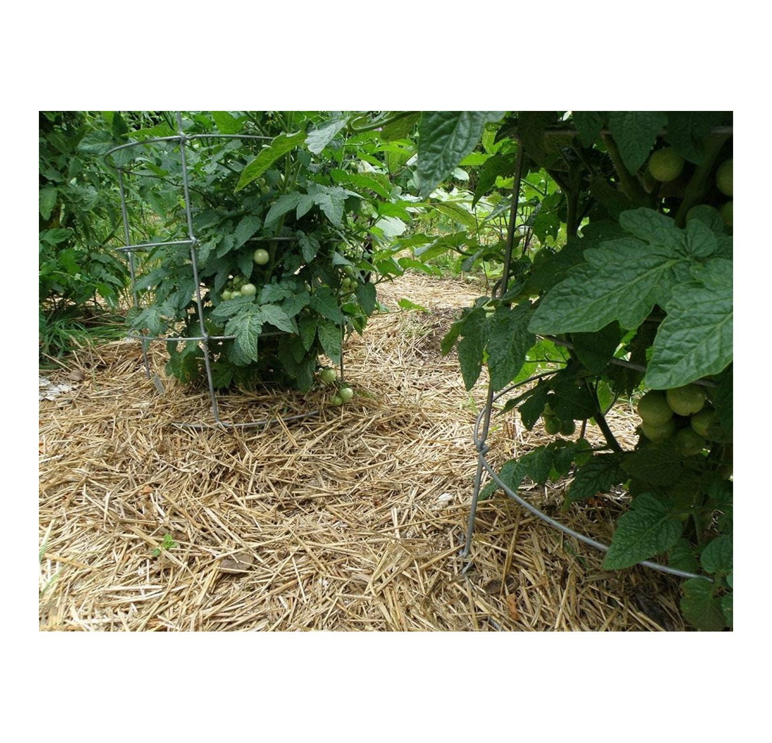 CLkPde Premium Organic 100% Natural Straw for Animal Bedding, Garden ...