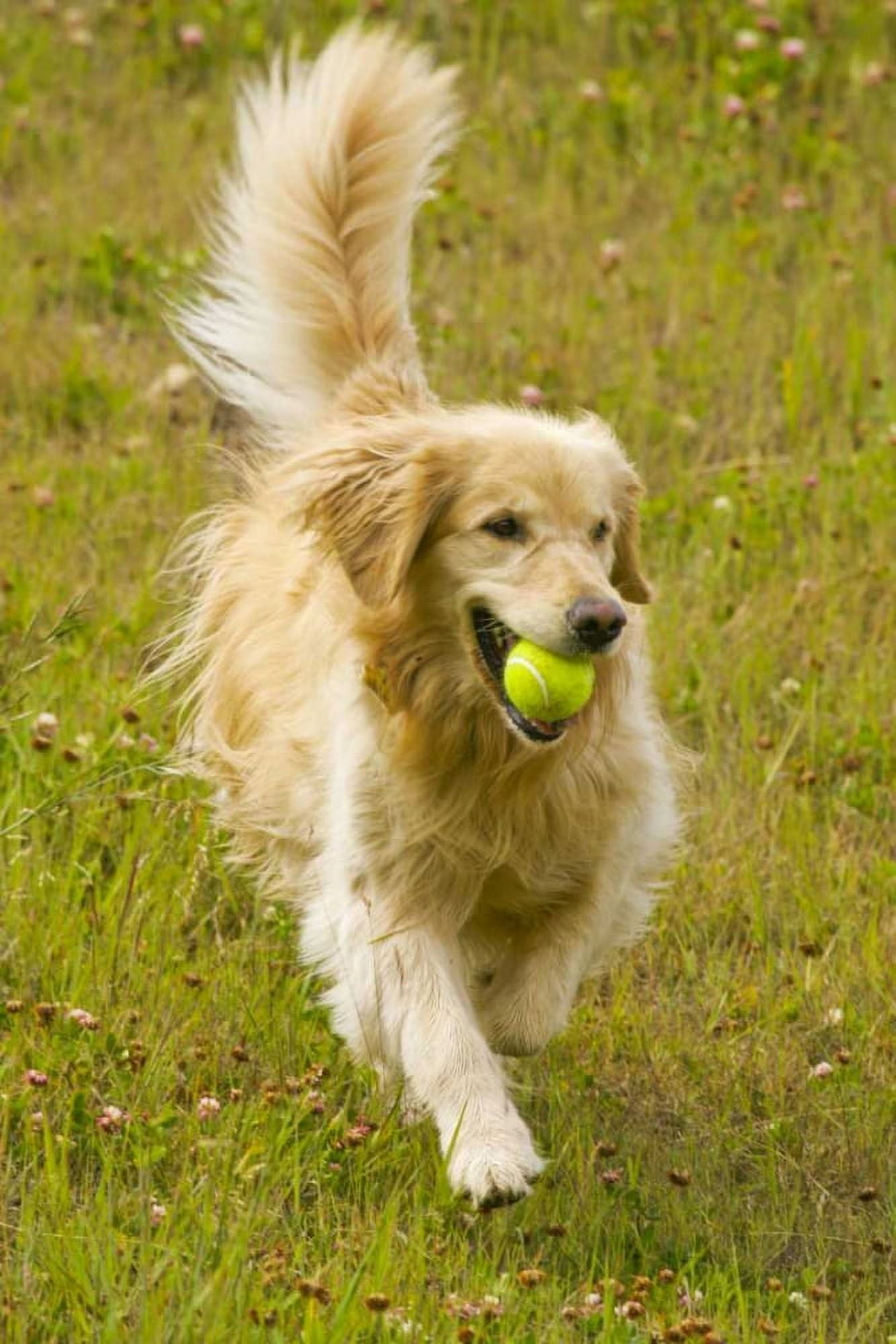 CO, Summit Co, Golden retriever fetches a ball by Fred Lord (15 x 24 ...