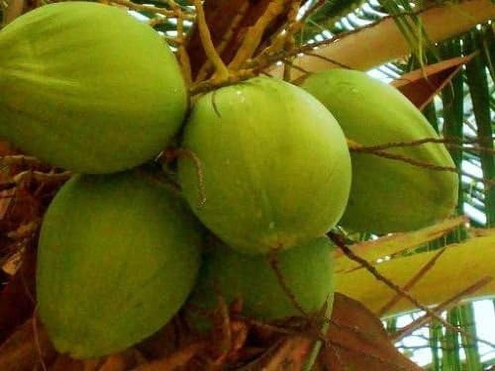 COCONUT (Green) hawaiian plant palm tree Cocos nucifera ready to pot,1 ...