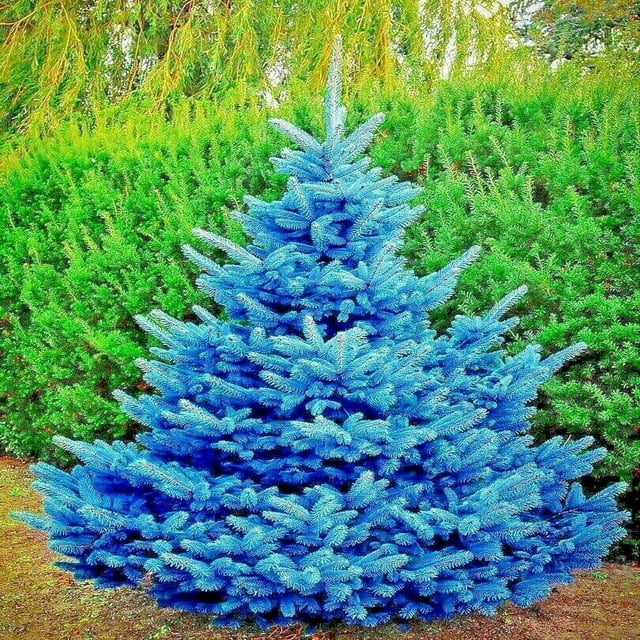 COLORADO BLUE SPRUCE TREE SEEDS (Picea pungens) "Glauca" Cold Hardy ...