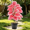 COM1950s Artificial Potted Plants, Faux Tropical Plants Realistic Fake ...
