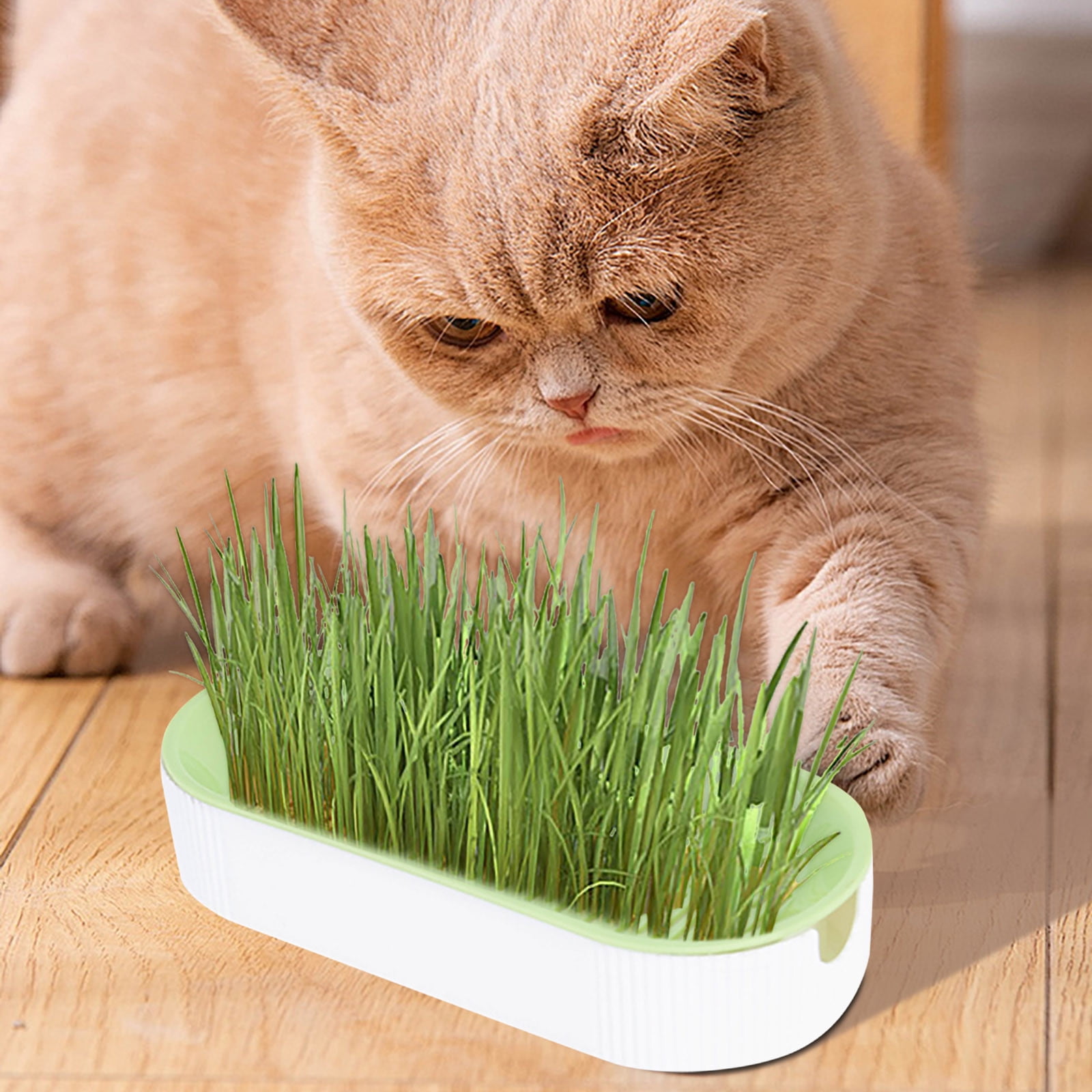 COM1950s Hydroponic Planter for Cat Grass,Soilless Indoor Herb Garden ...