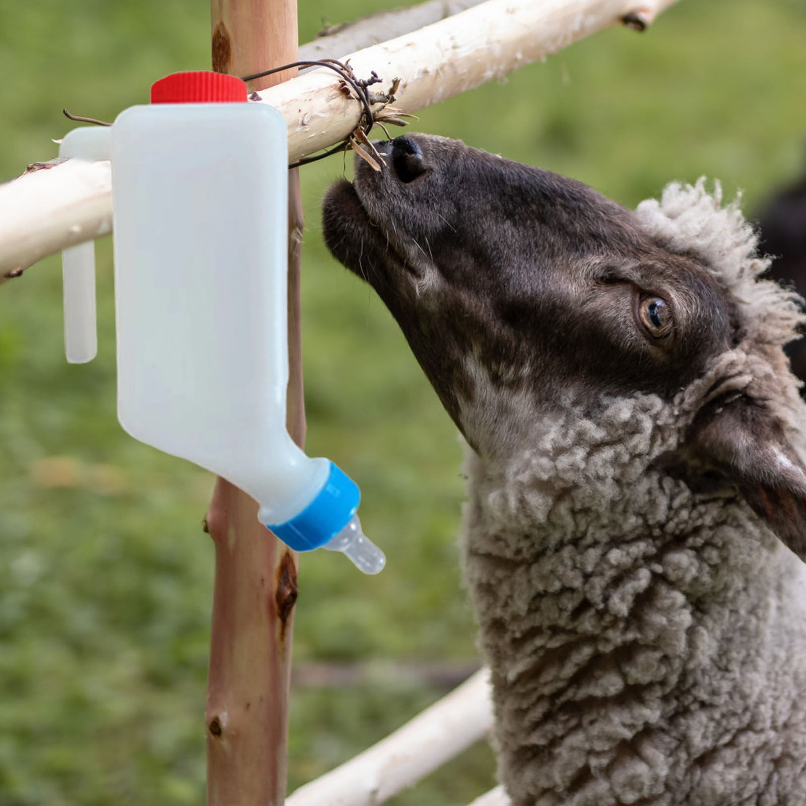 COM1950s Plastic Milk Bottles,2Pc Card Hanging Lamb Milk Pot Piglet and ...