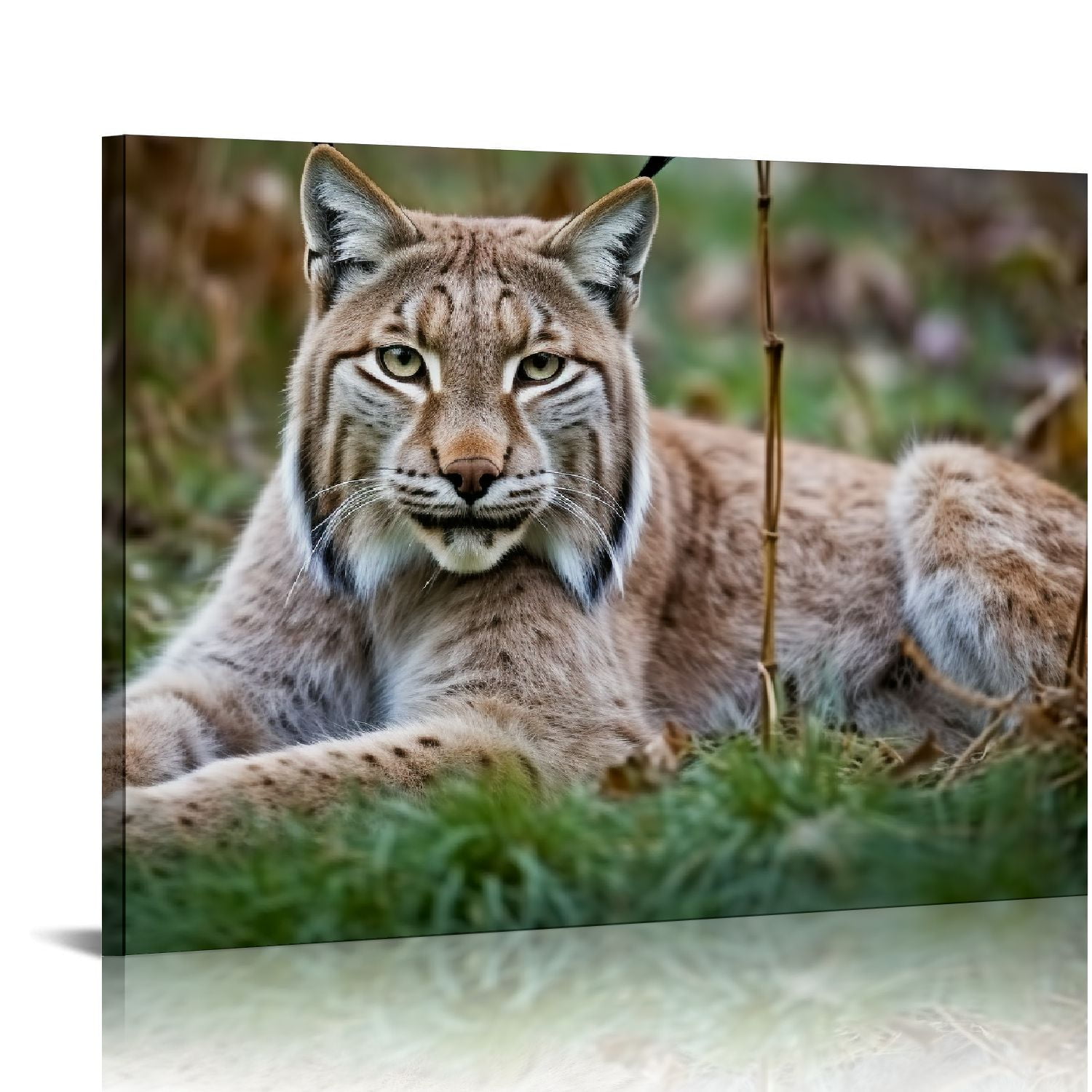 COMIO Bobcat Lynx Animals Nature Wild Poster Picture Canvas Print Home ...