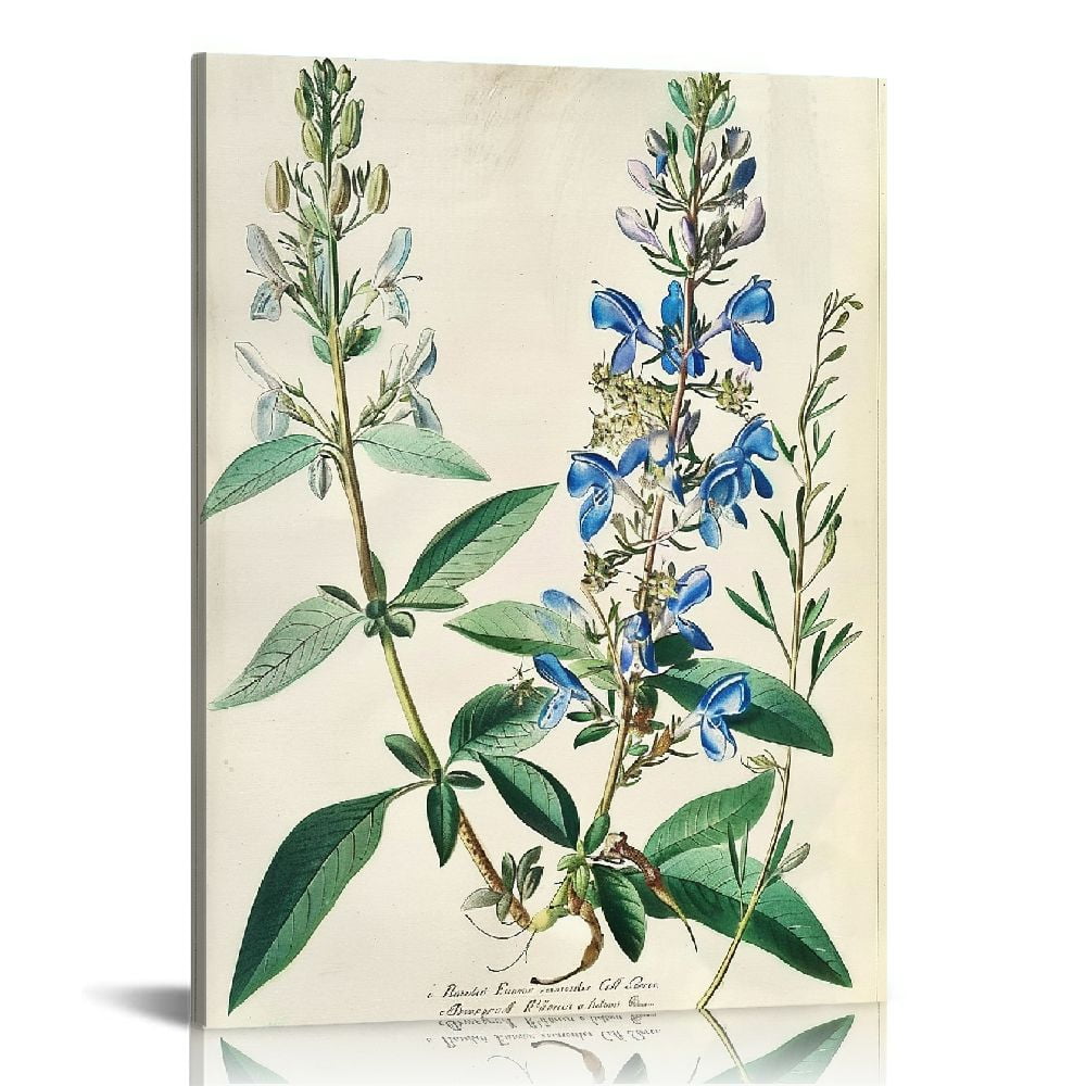 COMIO Botanical Plant Illustration Flowers And Leaves Vintage Design ...