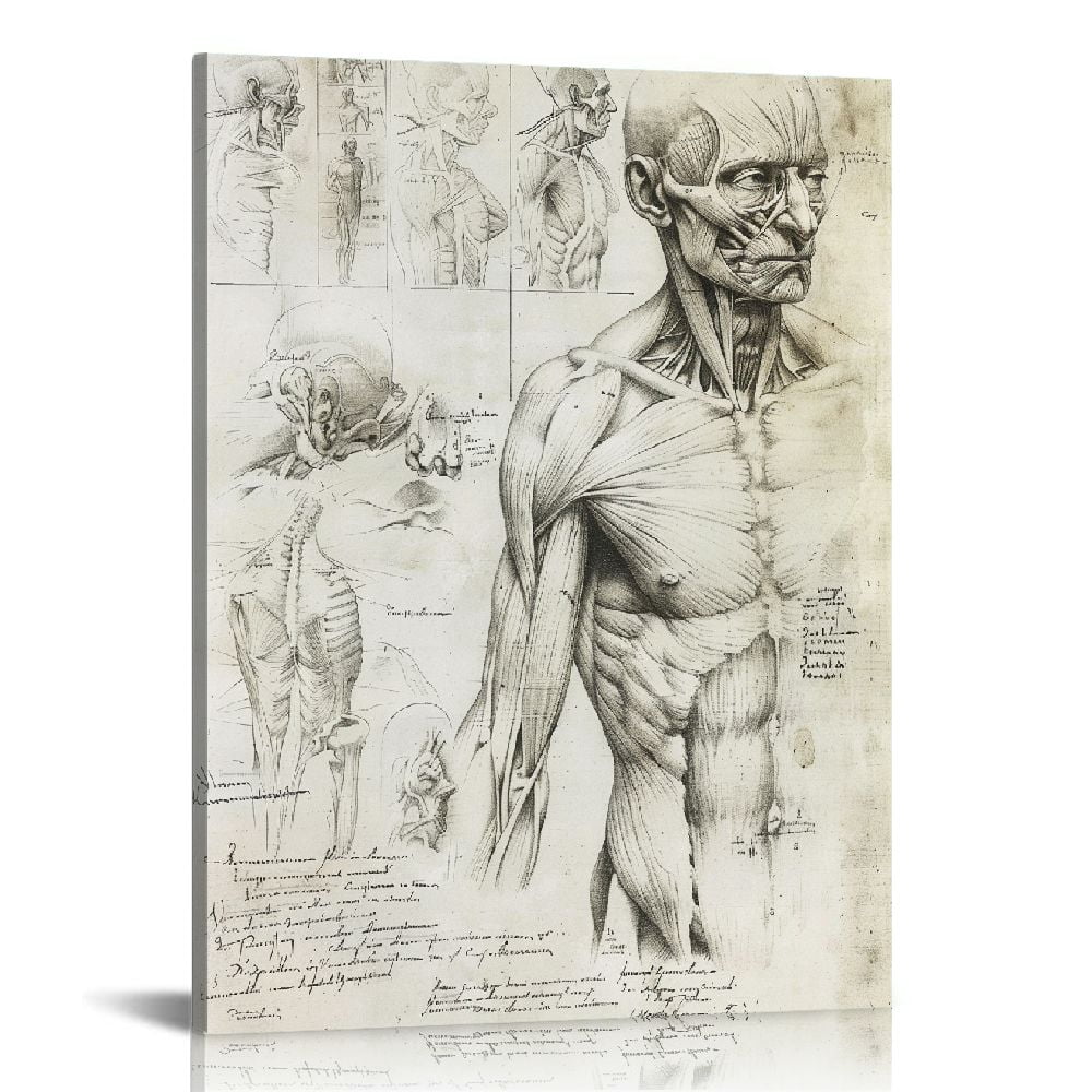 COMIO Canvas Wall Art - Superficial Anatomy Poster Of Shoulder And Neck ...