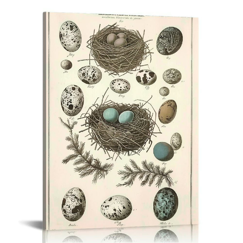 COMIO Poster Print Birds Nests Eggs Collection Identification ...